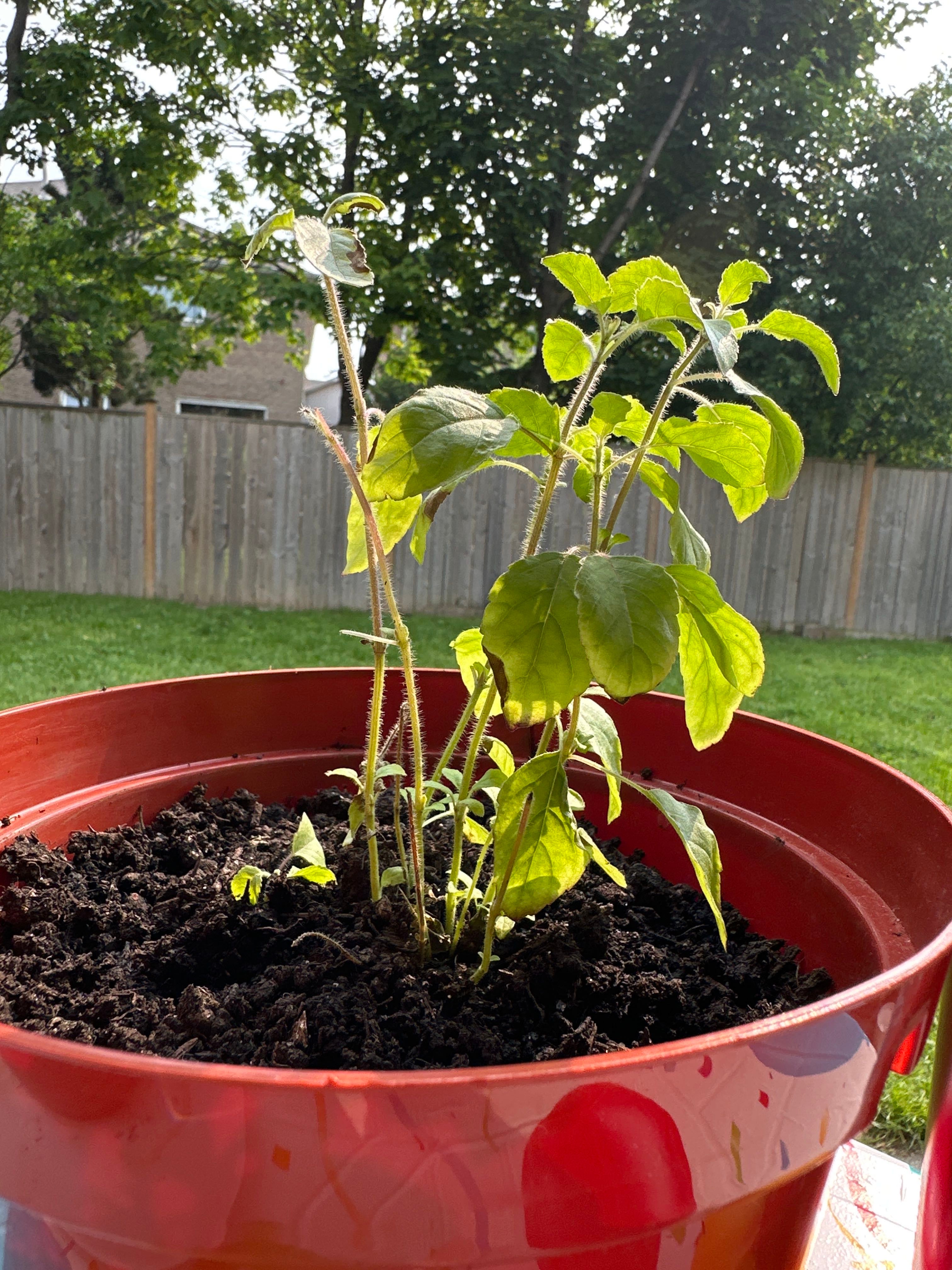 The Complete Ararat Basil Plant Care Guide: Water, Light & Beyond