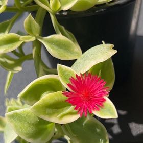 Doreanthus bellidiformis 'Mezoo' Plant Care: Water, Light, Nutrients ...