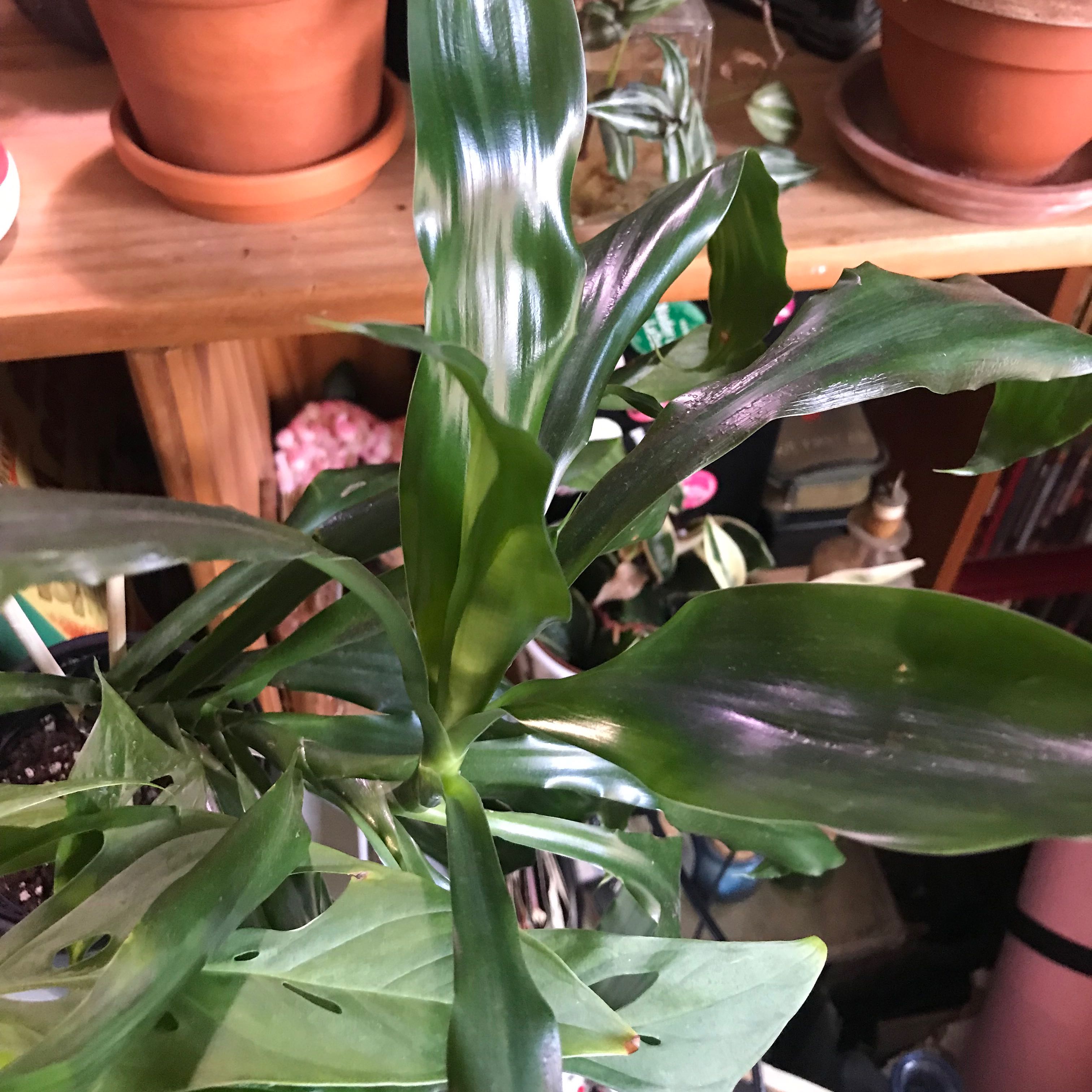 The Complete Large-Leaved Dragon Tree Plant Care Guide: Water, Light ...