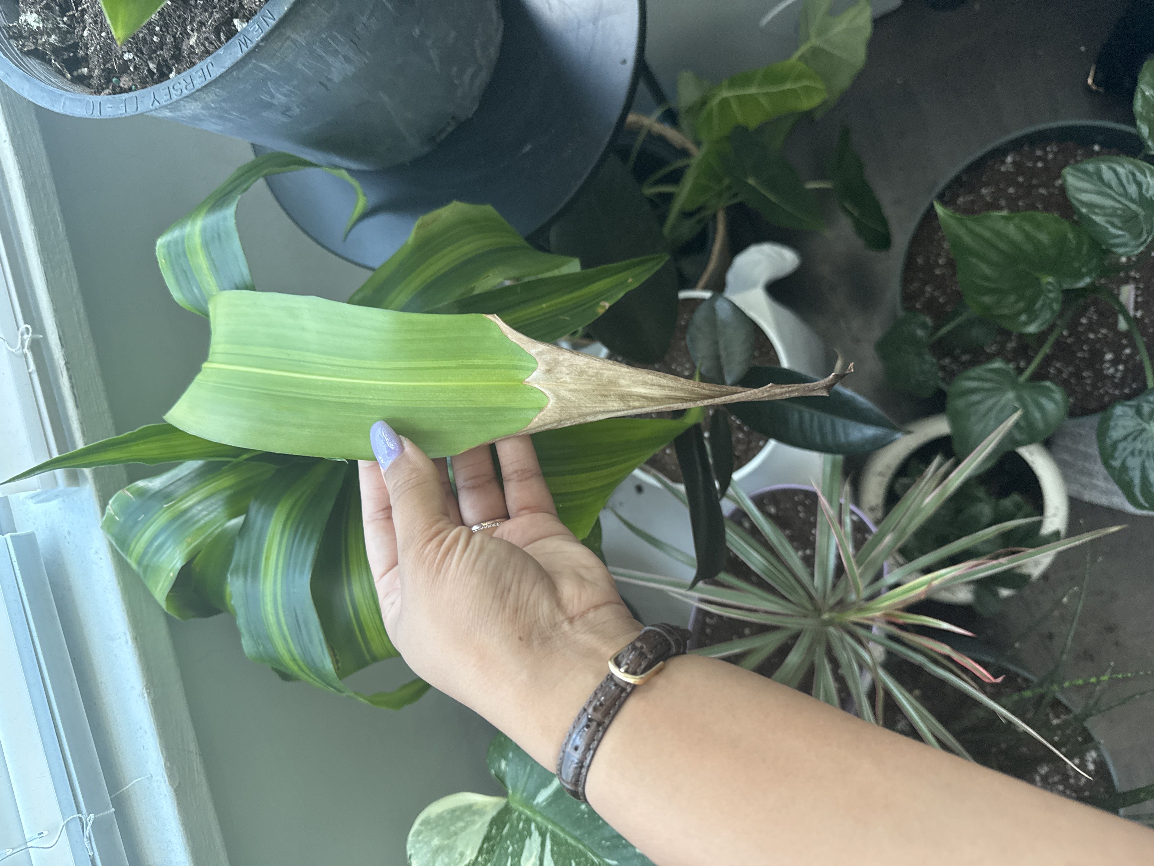 Propagating 🐉 Dragon Tree: Step-by-step Guide