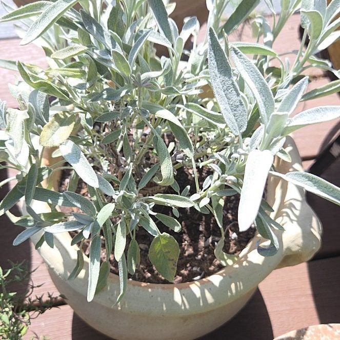 Nazareth Sage: How Much Water & Light Does it Need to Thrive?