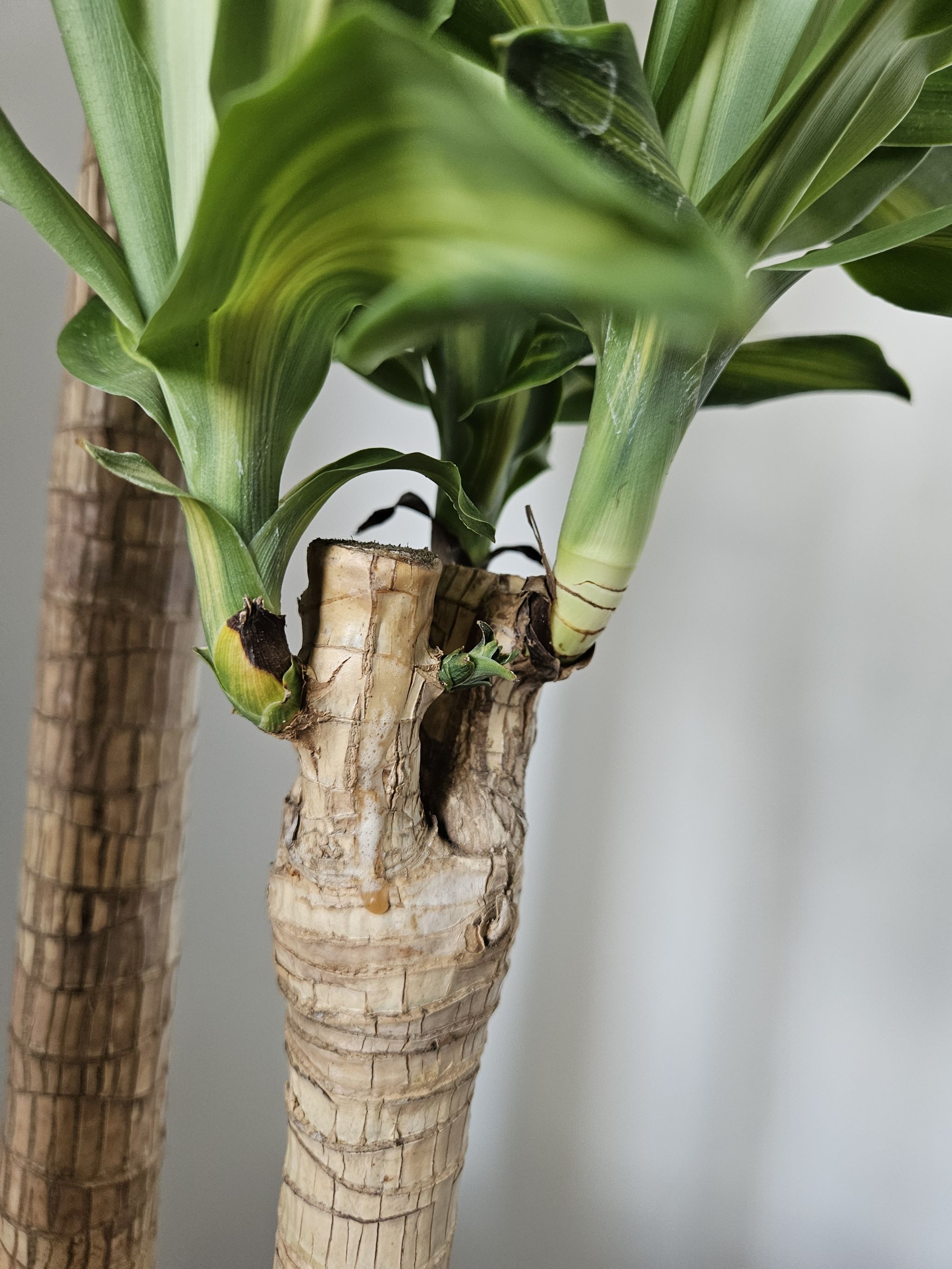 Propagating 🐉 Dragon Tree: Step-by-step Guide