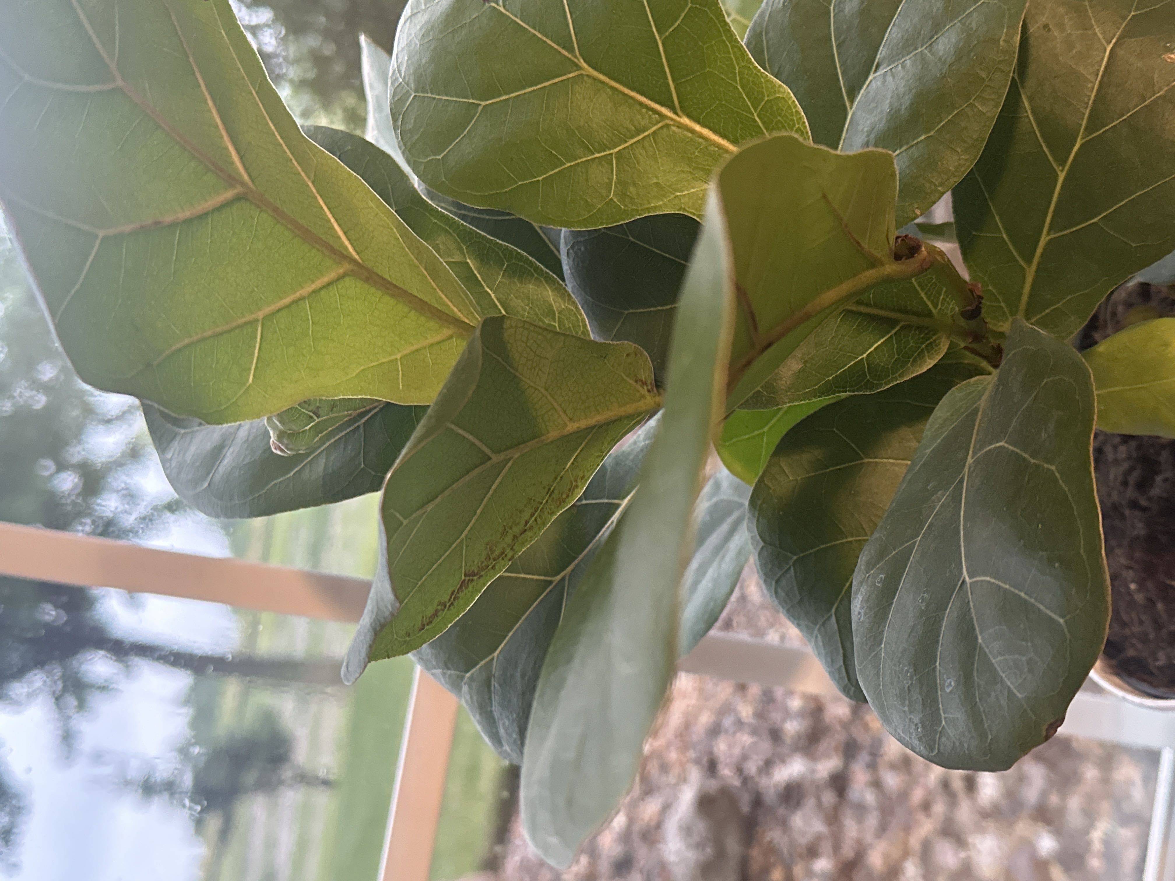 Step-by-Step Guide to Propagating Figs 🍑