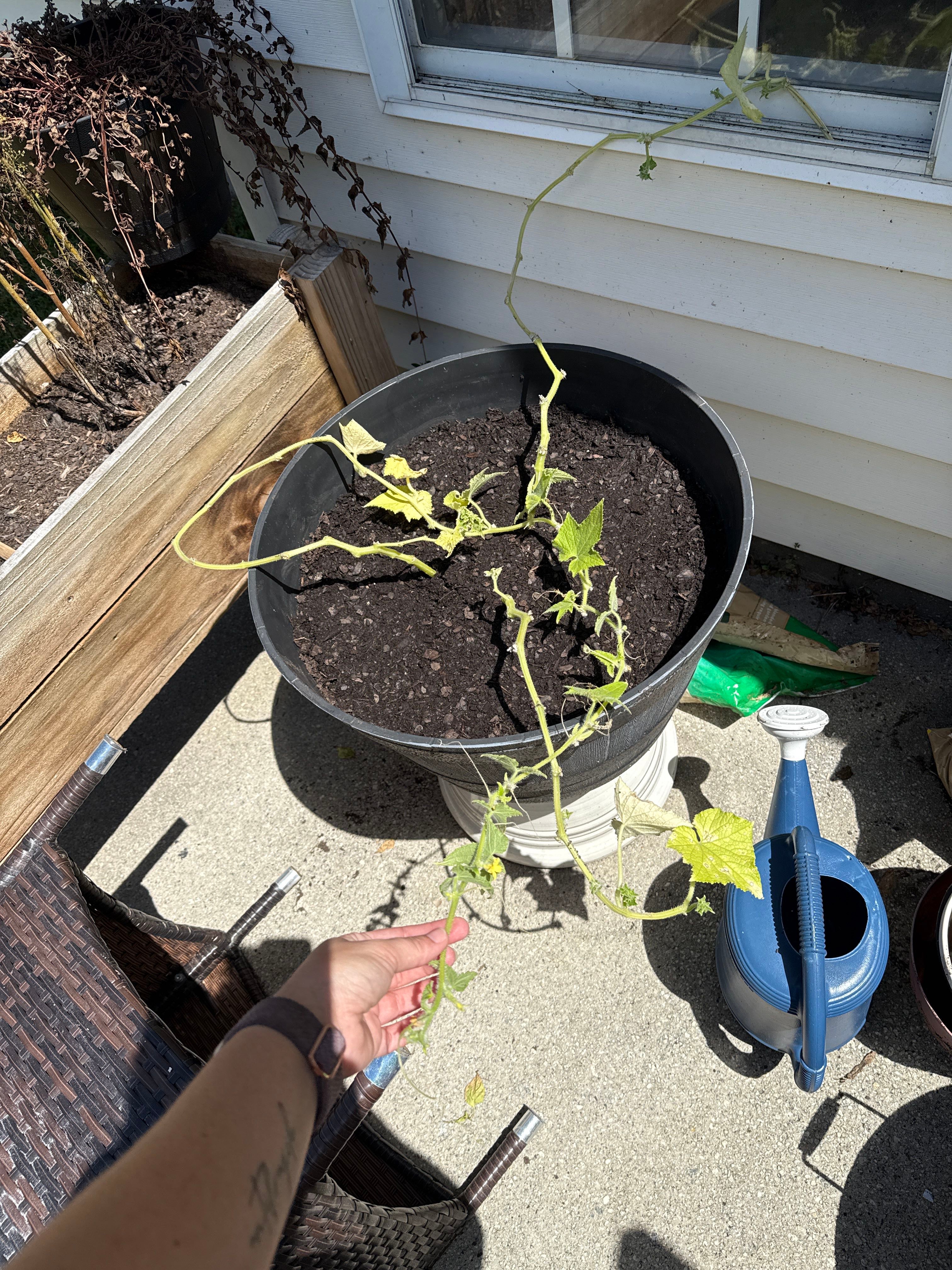 Propagating My Cucumber: Step-by-Step Guide