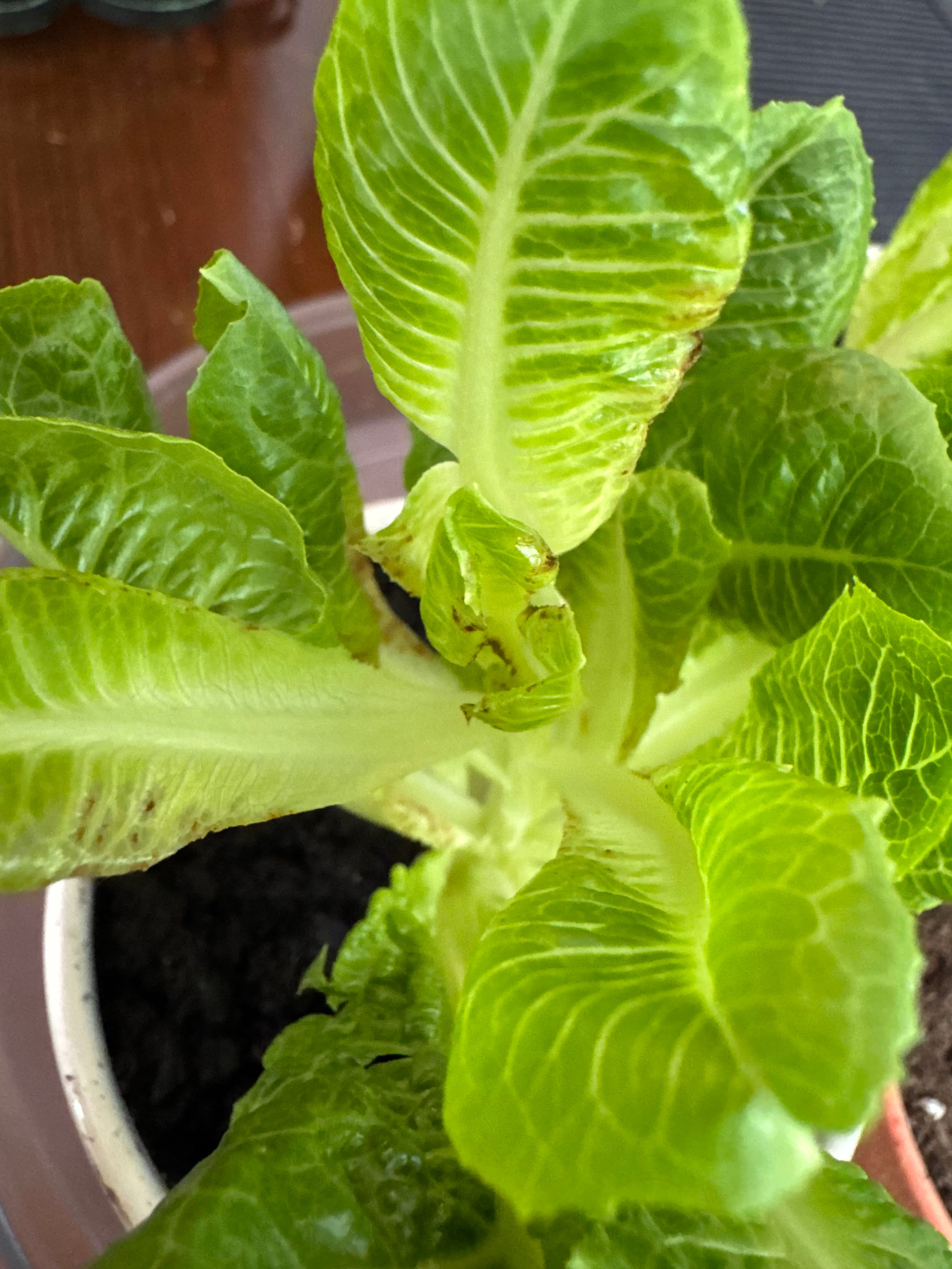 🥬 4 Iceberg Lettuce Varieties You Didn't Know About