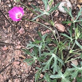 How to Care for Poppy Mallow: Mastering Water, Sunlight & More