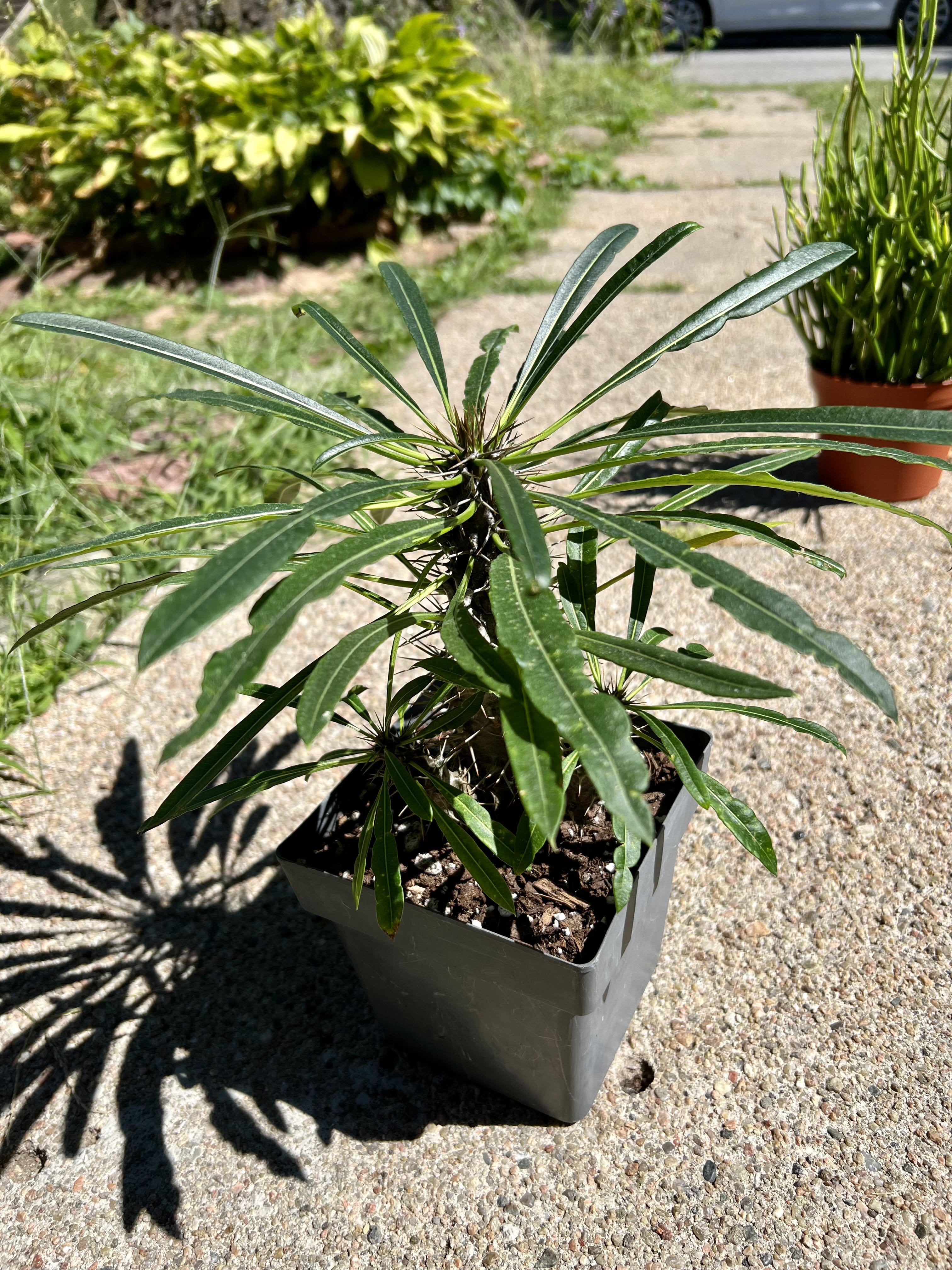 Keep Your Branched Madagascar Palm Alive: Light, Water & Care Instructions