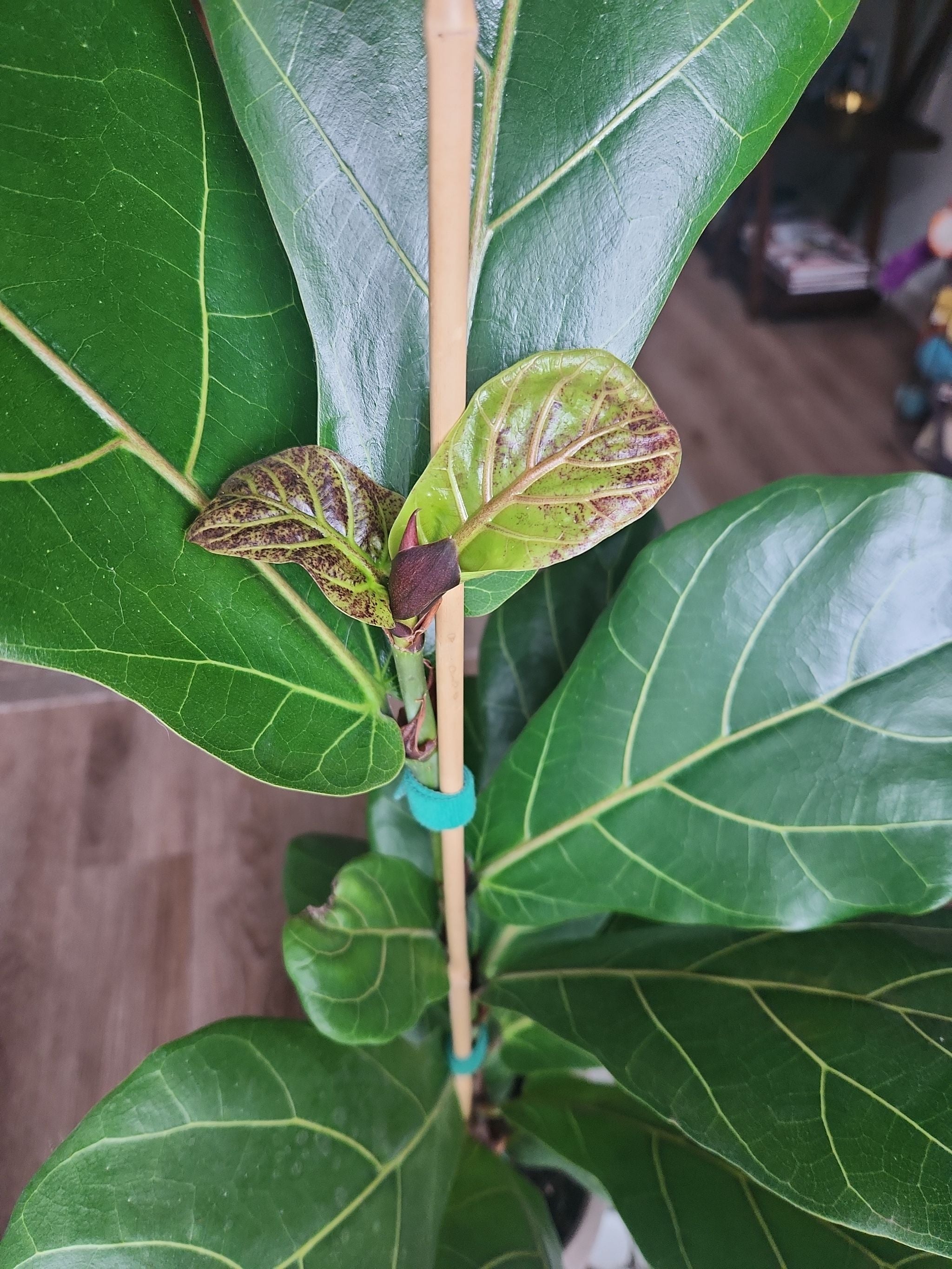 🌳 Step-by-Step Guide to Propagating Ficus