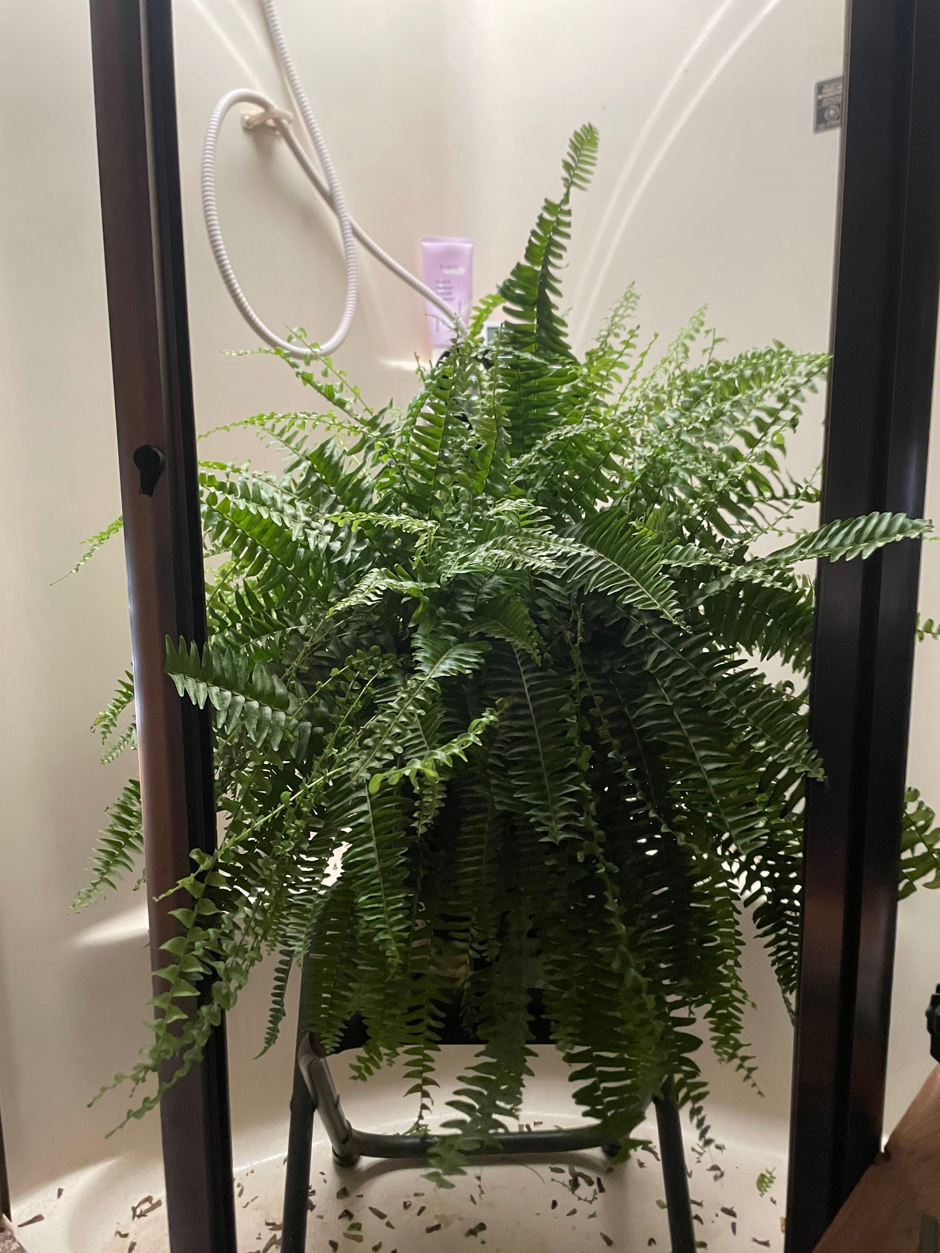 Should I Repot My Boston Fern And If So, How?