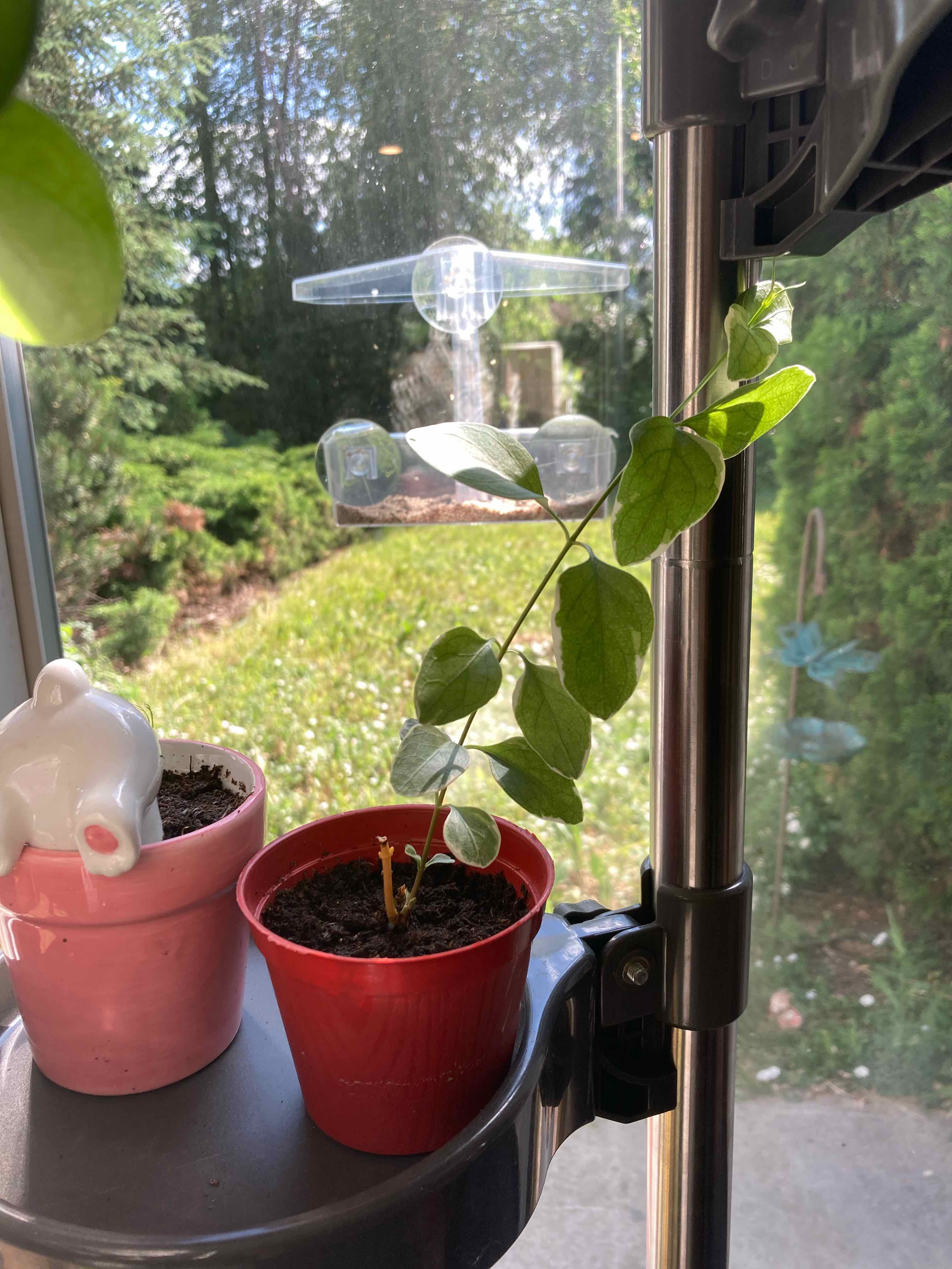 Symbolism and Benefits of the Variegated Vinca Vine