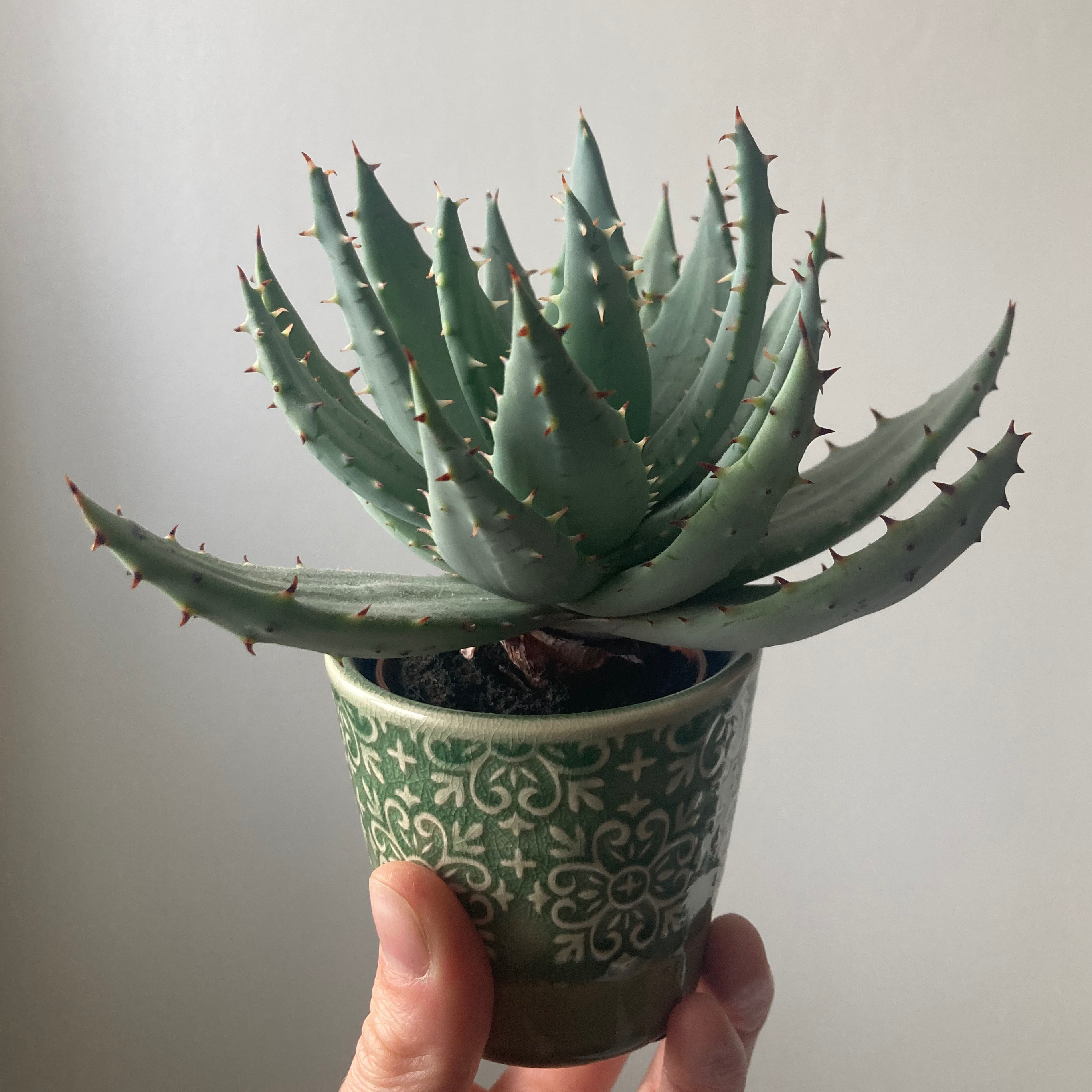 10 Advantages of Having a Cape Aloe