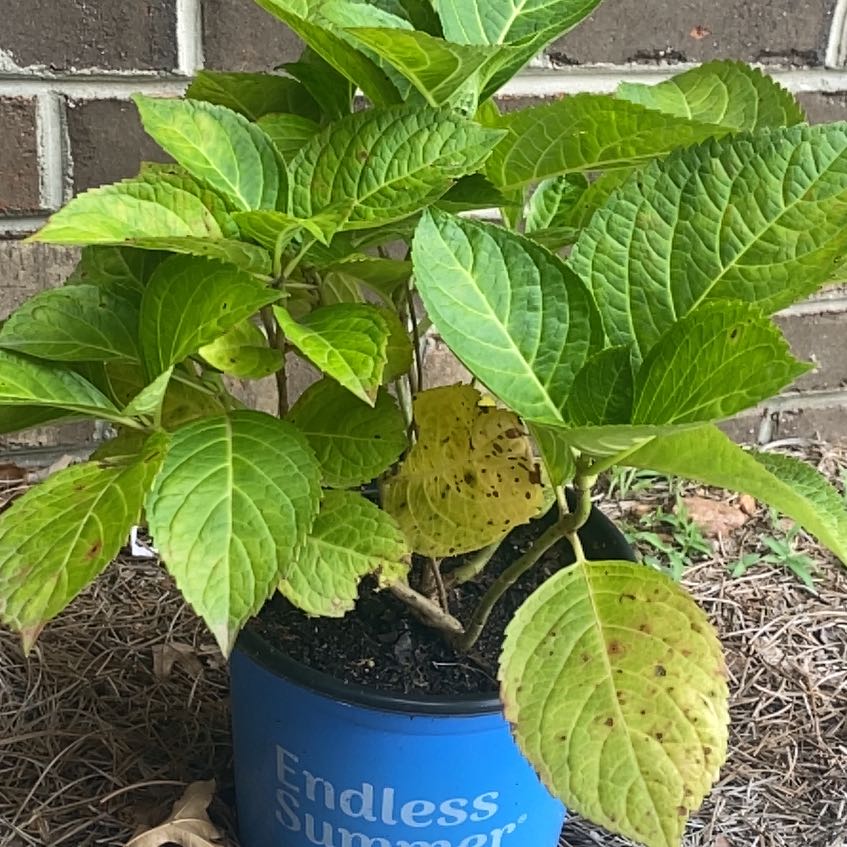 Blushing Bride Hydrangea Plant Care: Water, Light, Nutrients | Greg App 🌱