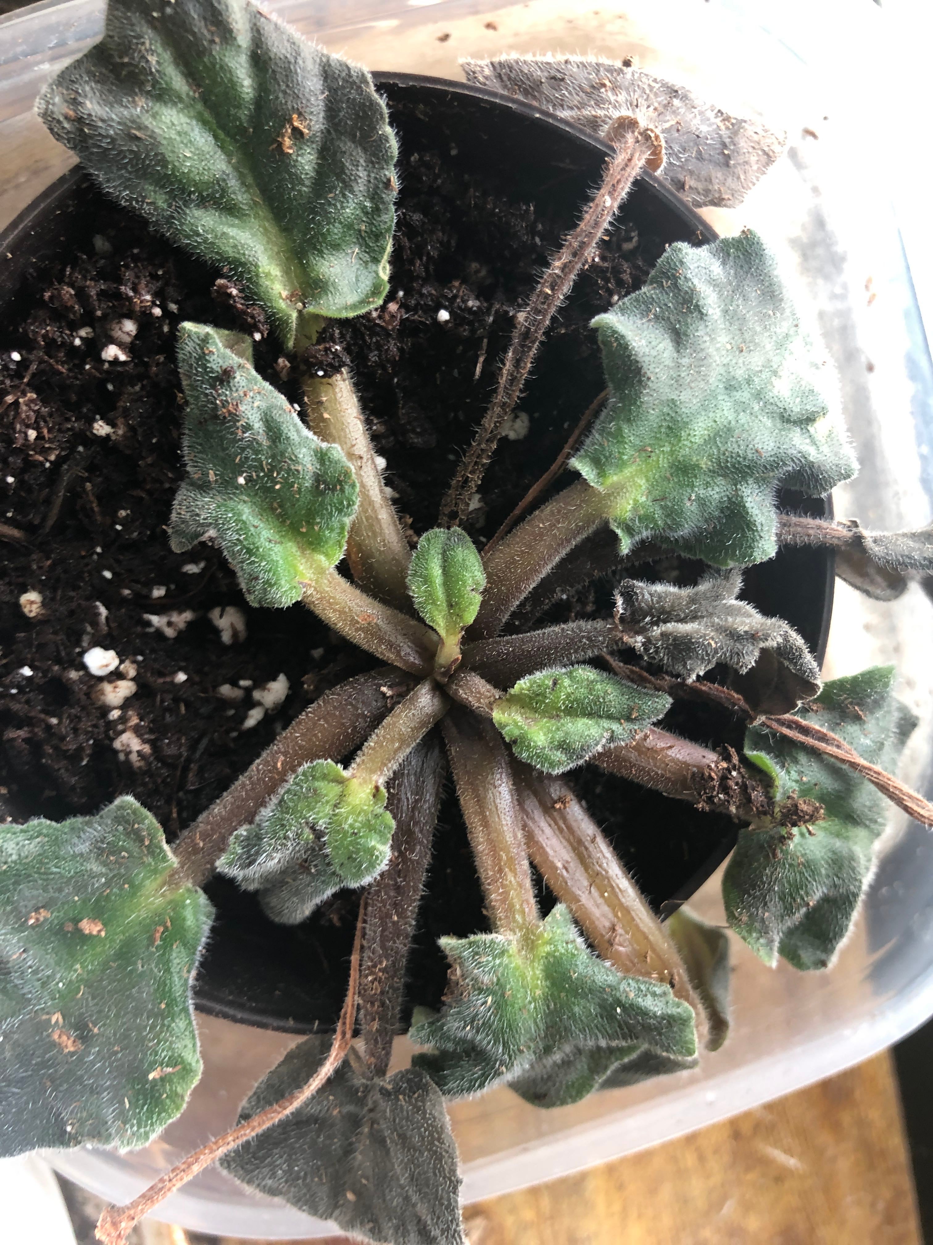 🐢 3 Do's and Don'ts of Growing Pretty Turtle Streptocarpus