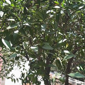 Dancy Tangerine Tree Care 101: Water, Light & Growing Tips