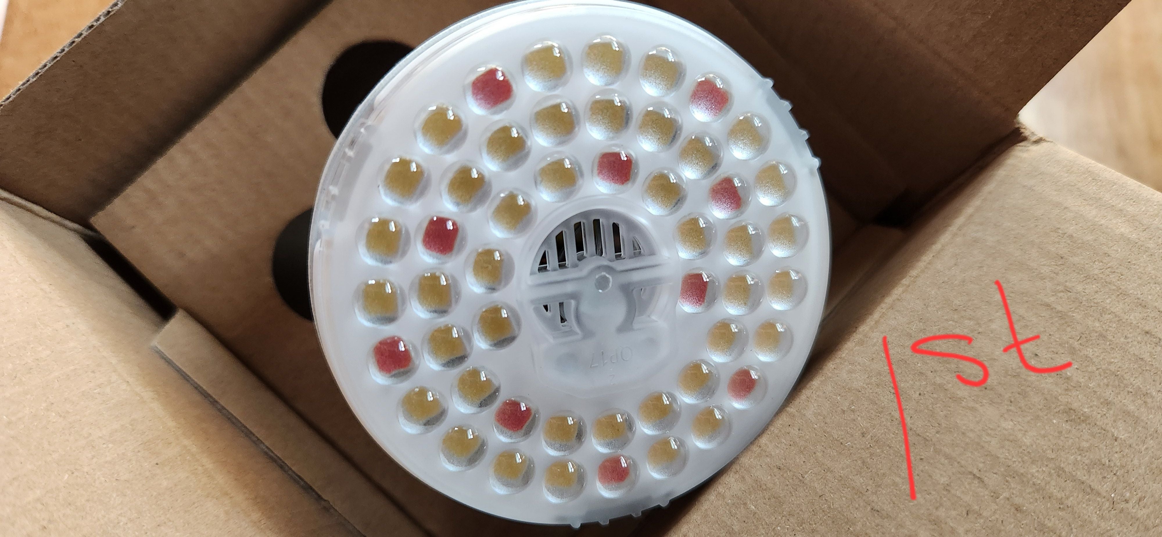 The Complete Pilea Silver Cloud Plant Care Guide: Water, Light & Beyond