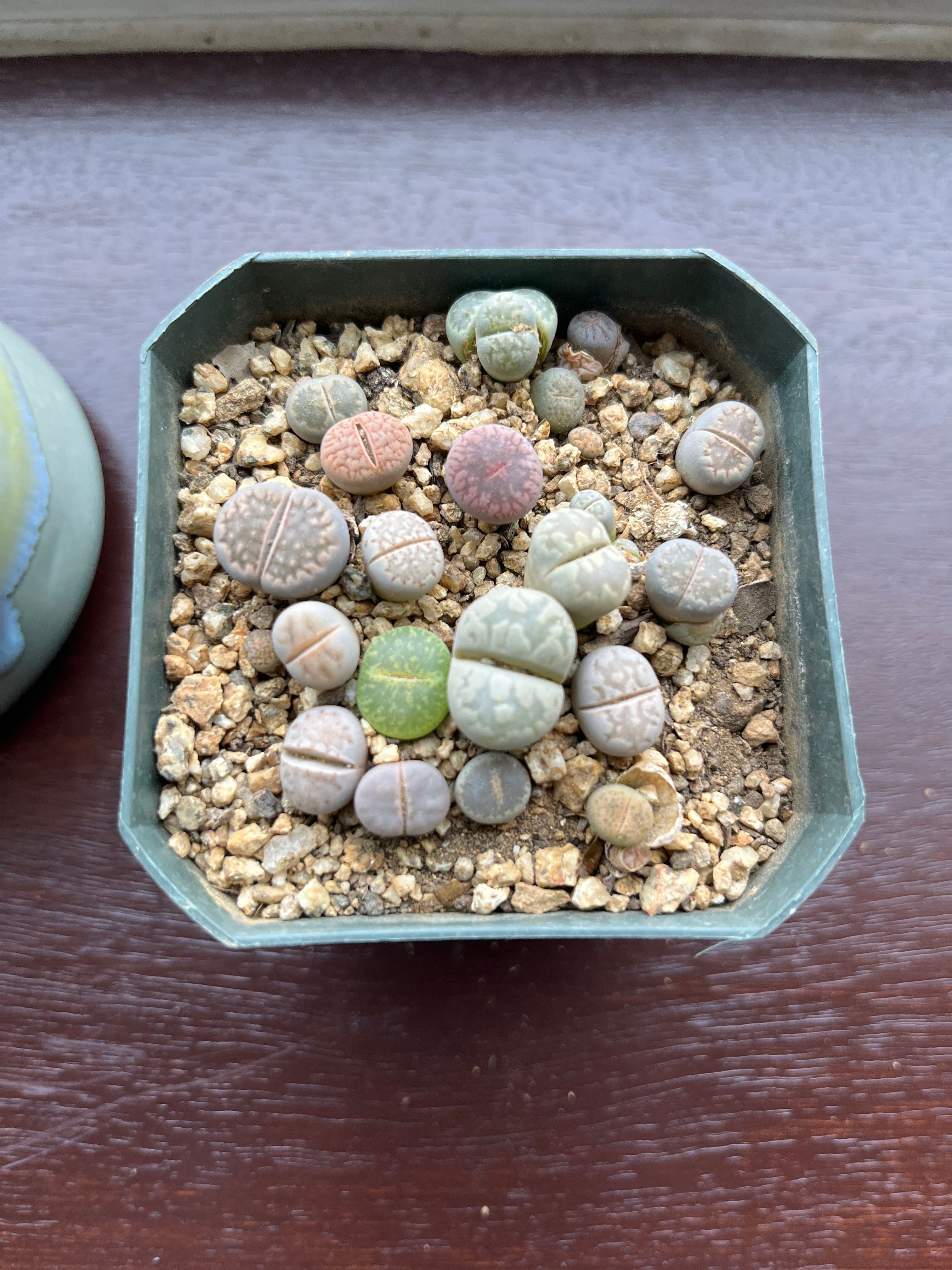 Living Stones Plant Care: Water, Light, Nutrients | Greg App 🌱