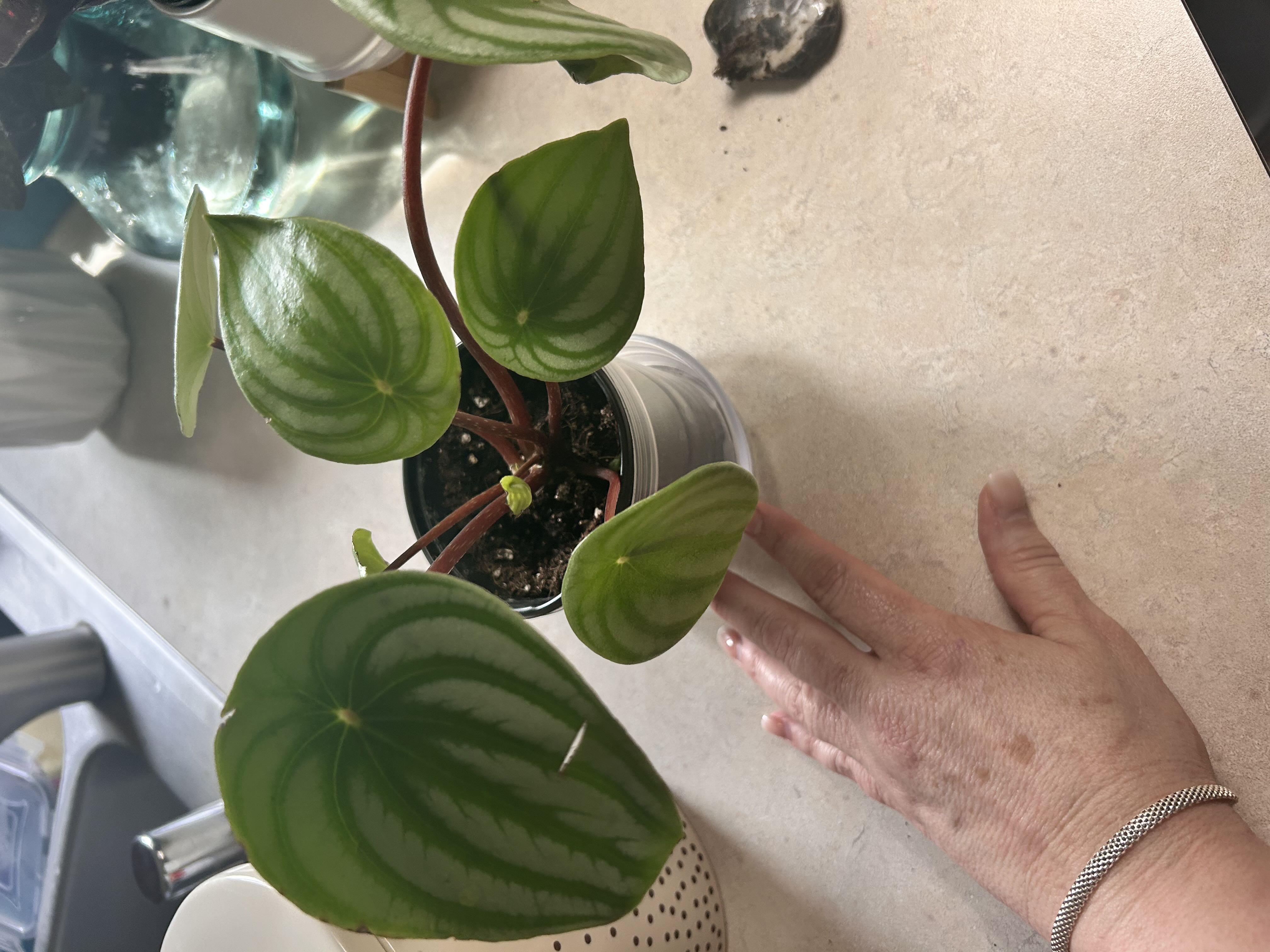 Peperomia 'Amigo Marcello' Plant Care: Water, Light, Nutrients | Greg App 🌱
