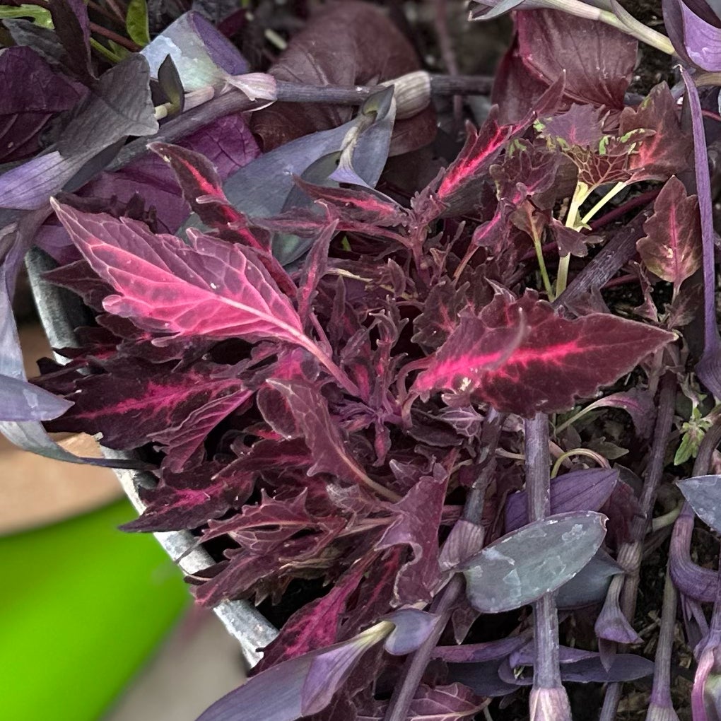 Coleus Adobo Pink Plant Care: Water, Light, Nutrients | Greg App 🌱