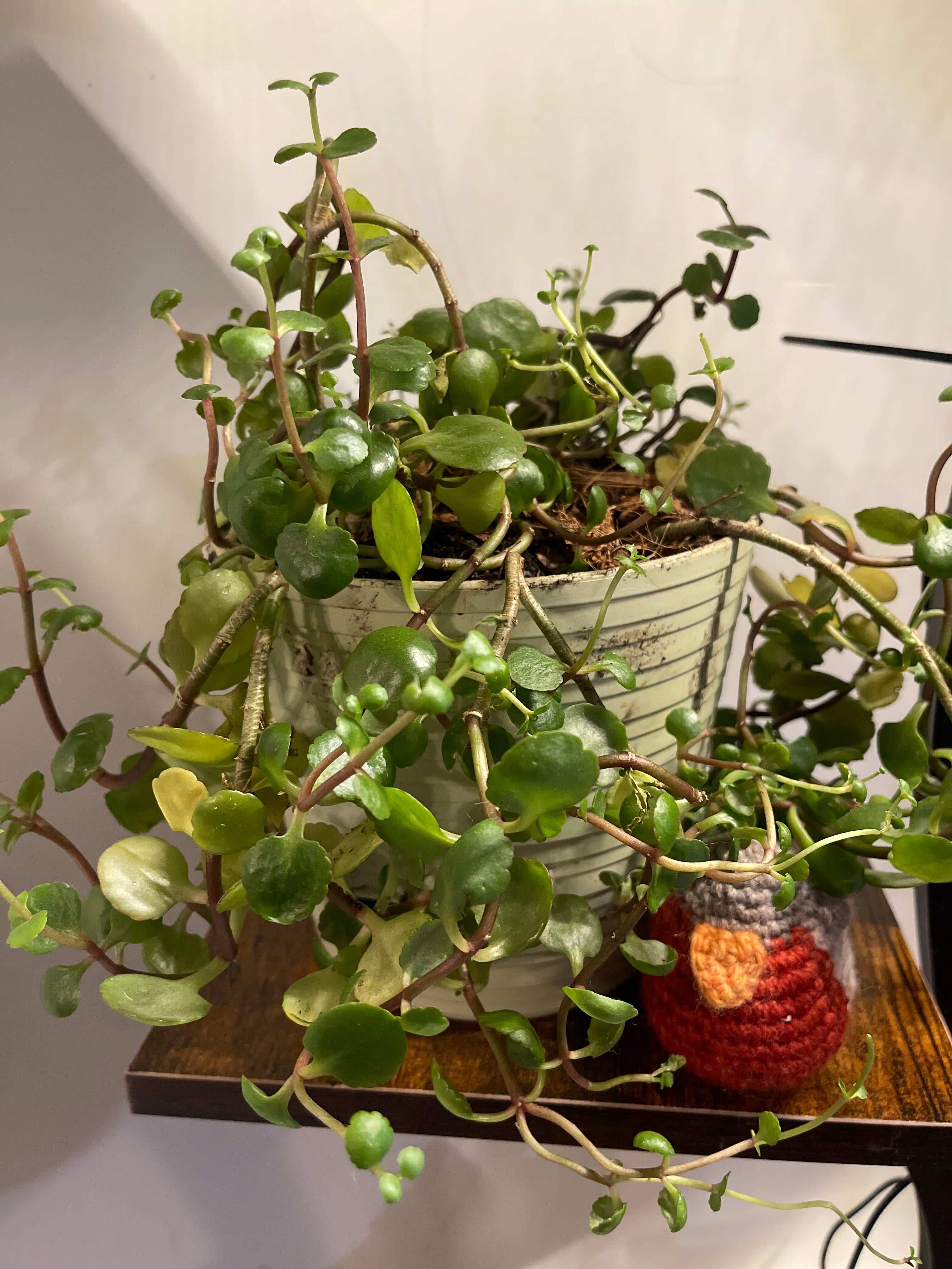 🐉 Why Are There Brown Spots on My Peperomia 'Dragon Skin'?