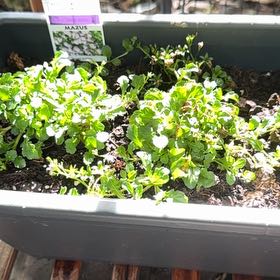 The Complete Mazus Plant Care Guide: Water, Light & Beyond