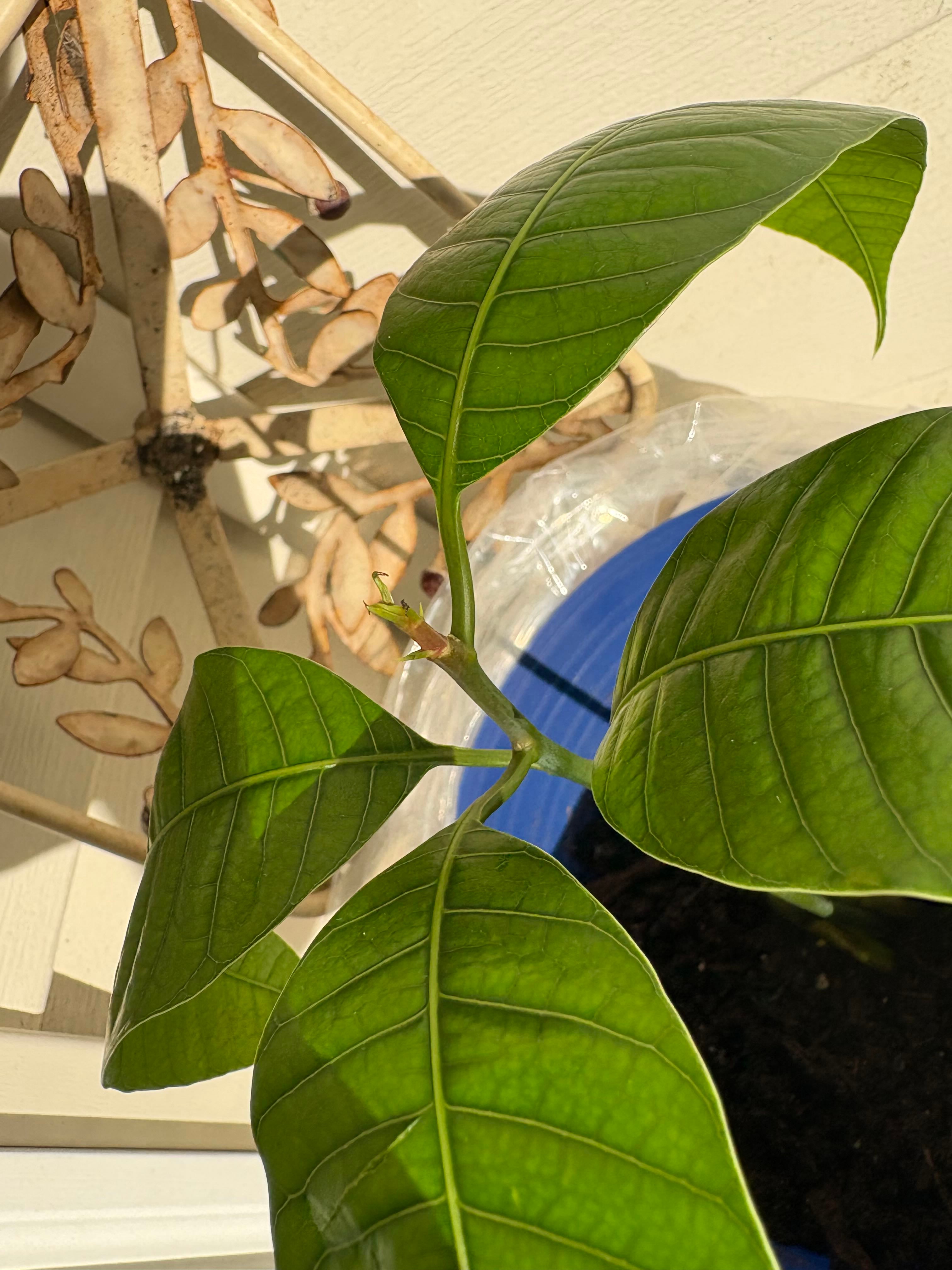 Diagnosing mango root rot