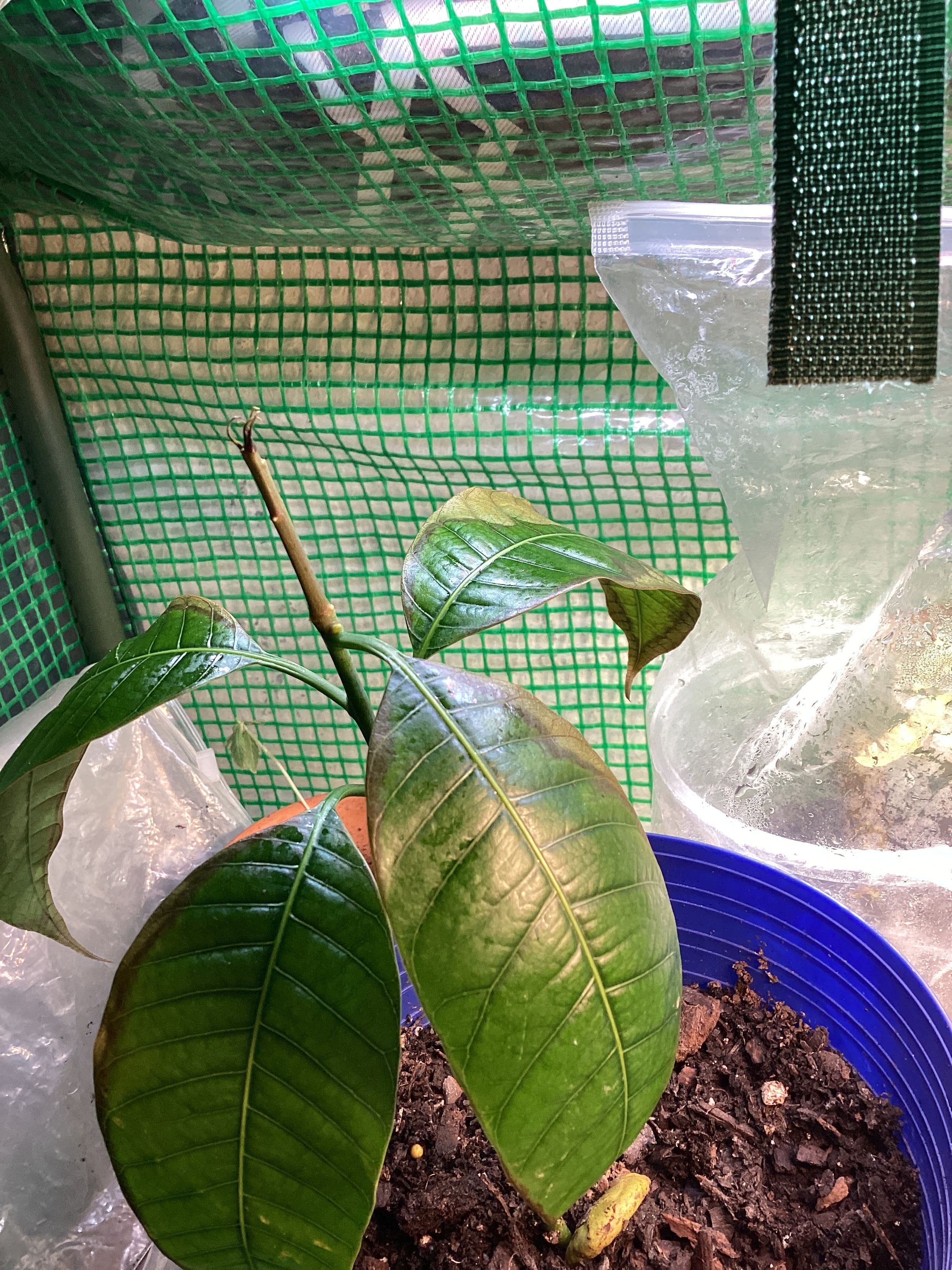 Common Mango Problems