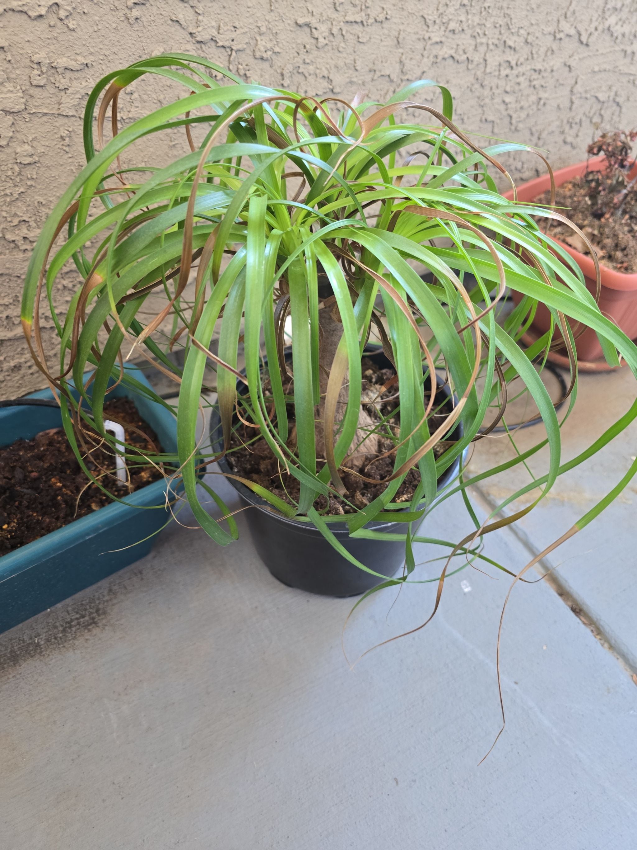 Ultimate Guide to Solving Elephant Foot Plant Problems 🐘