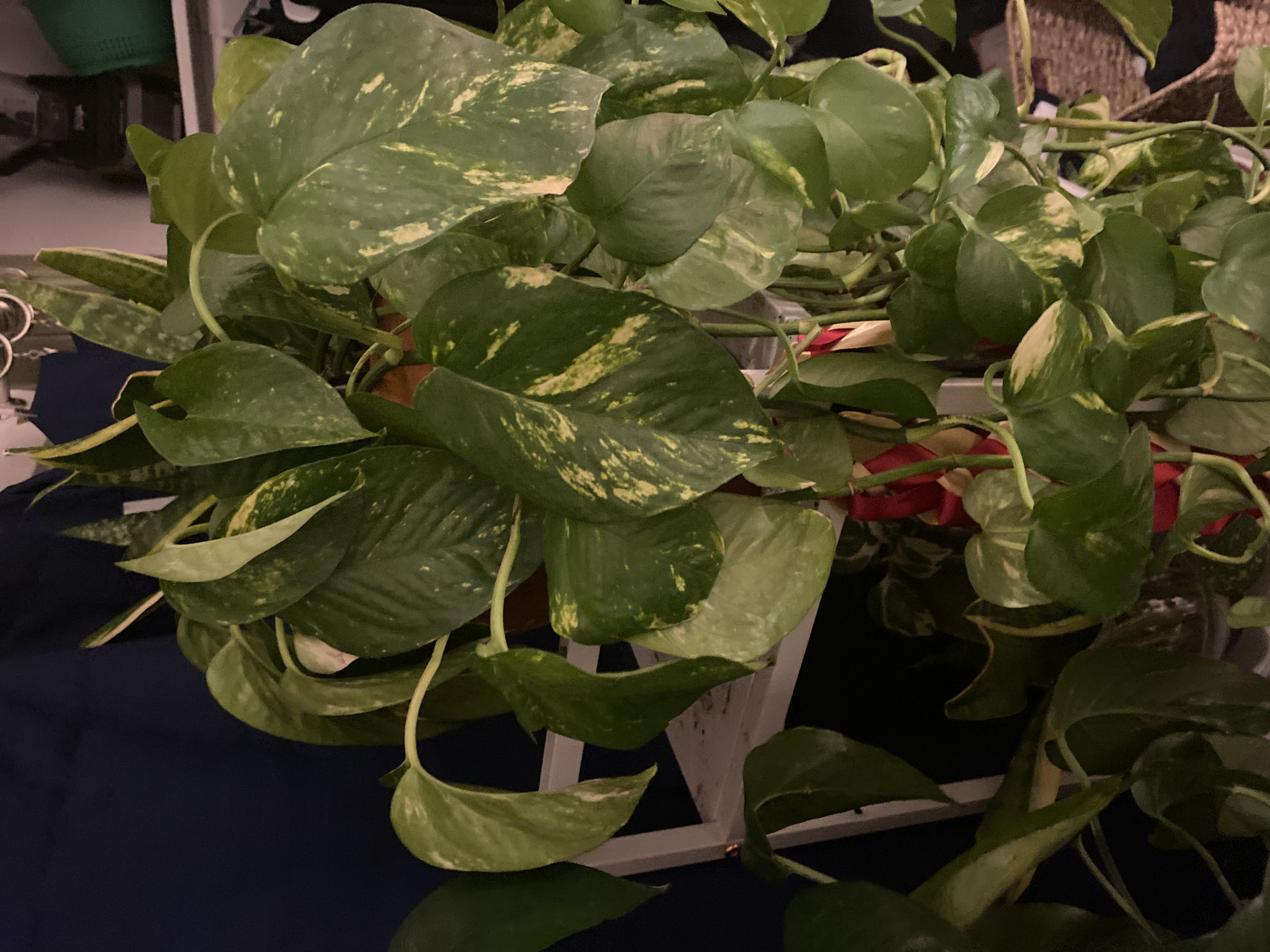 Keep Your Golden Pothos Alive: Light, Water & Care Instructions