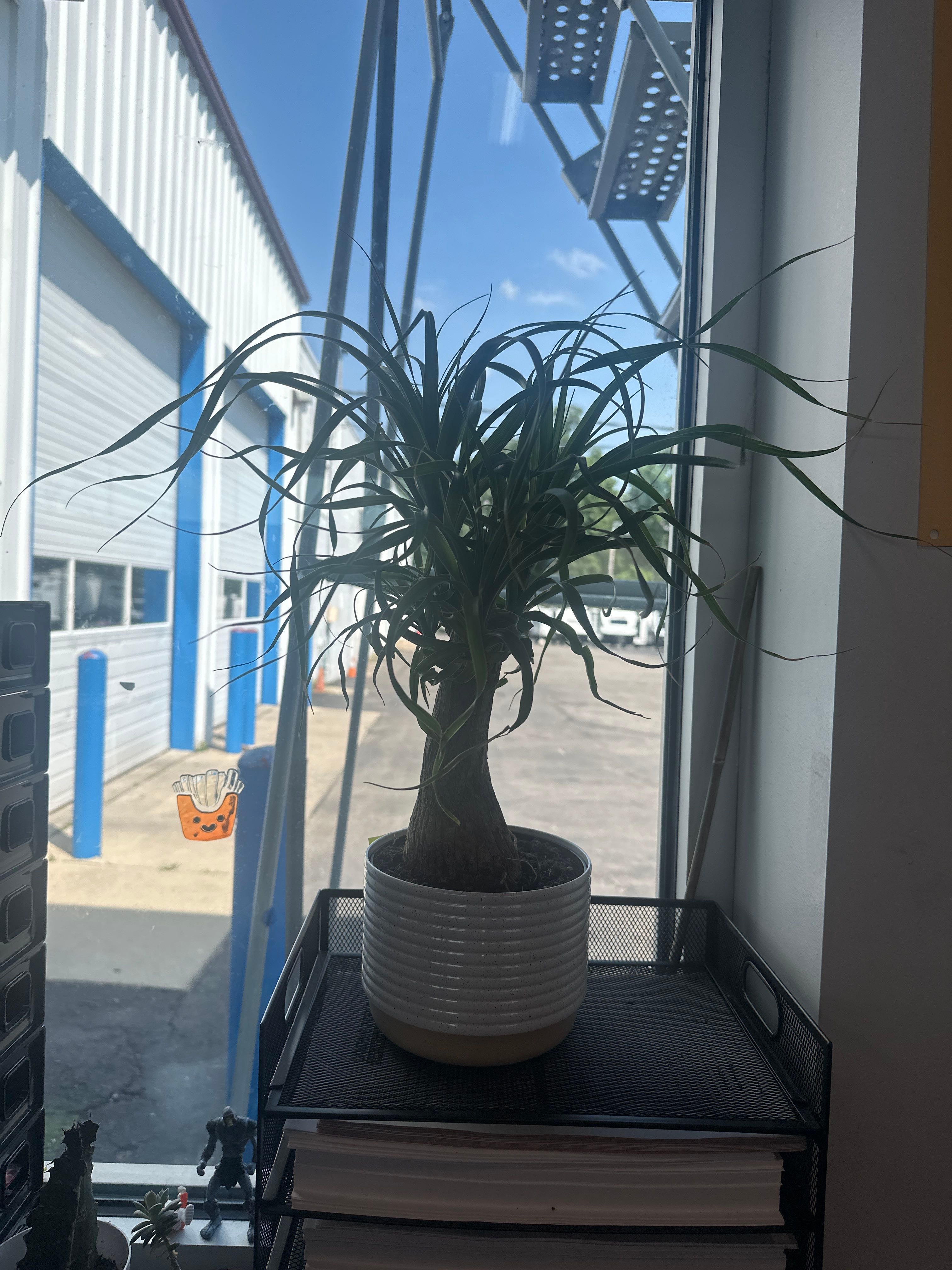 Common Ponytail Palm Problems