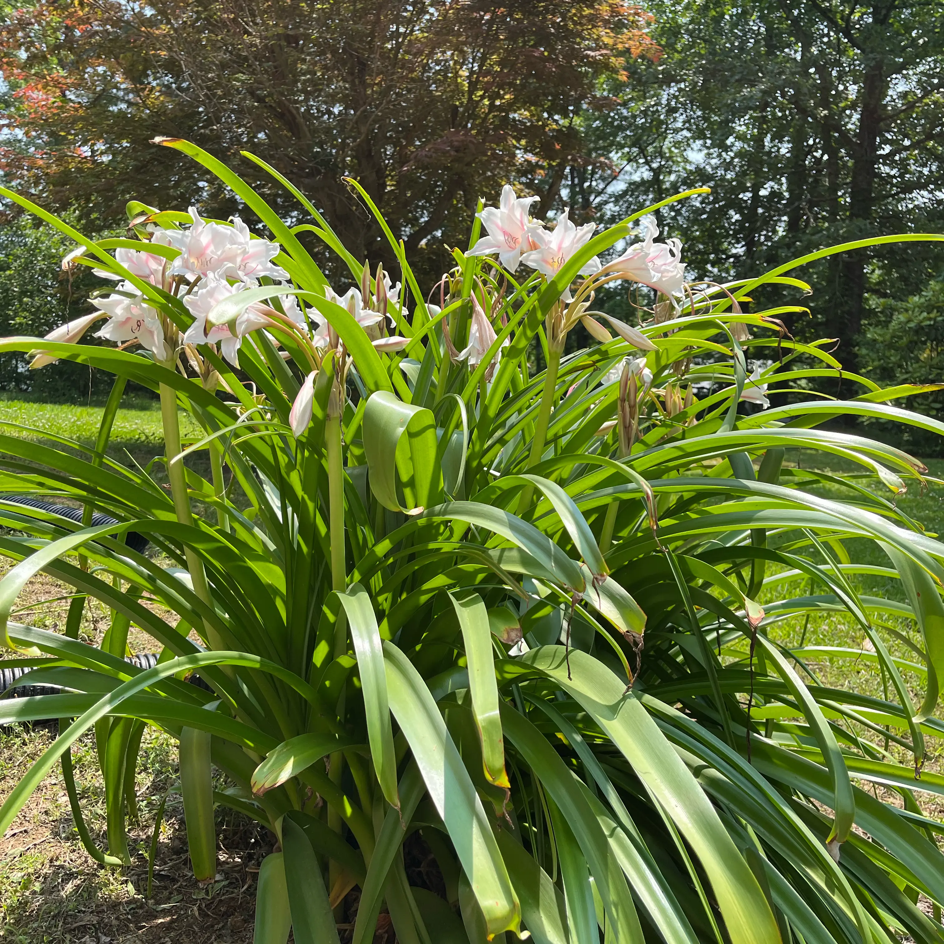Iris 'Twelve Apostles' Plant Care: Water, Light, Nutrients | Greg App 🌱