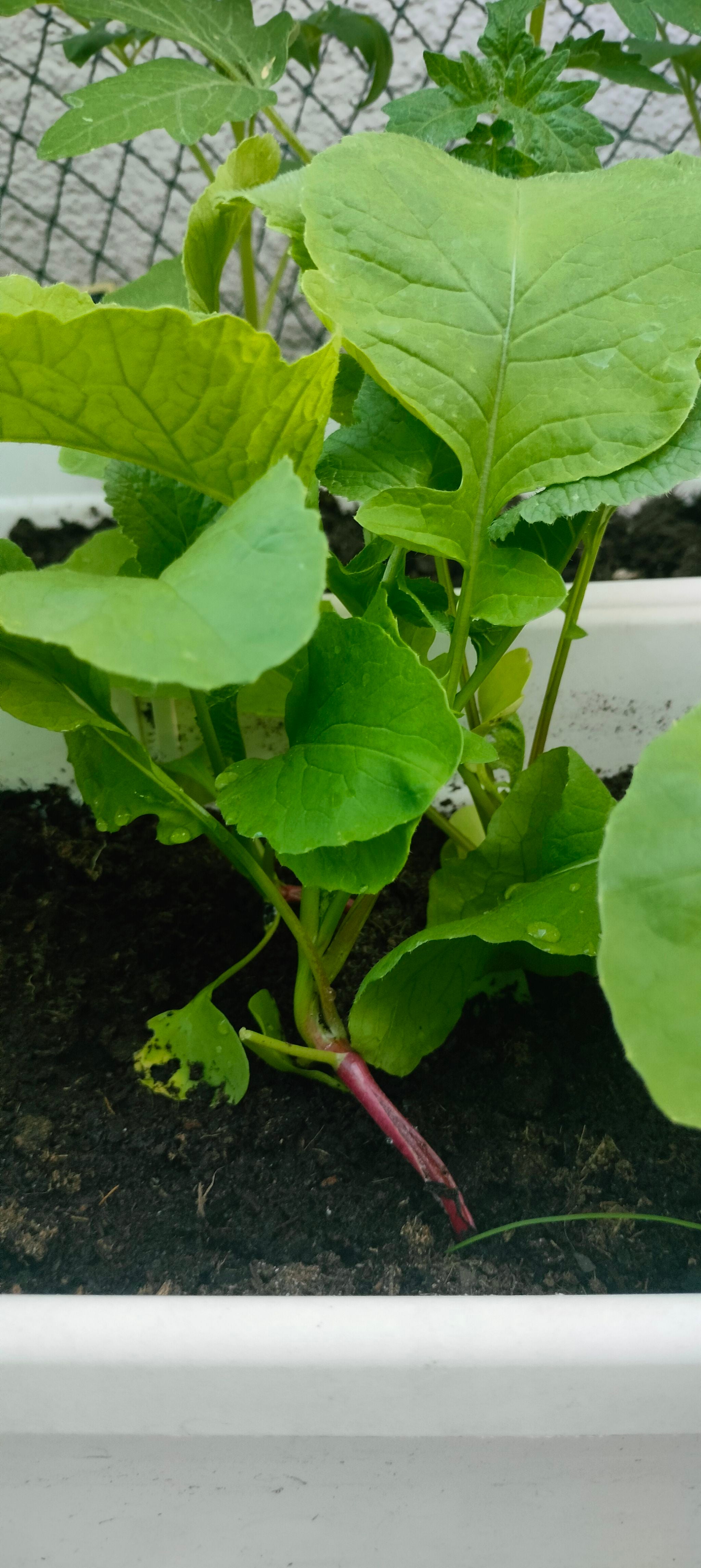 Soil Recommendations for Radish