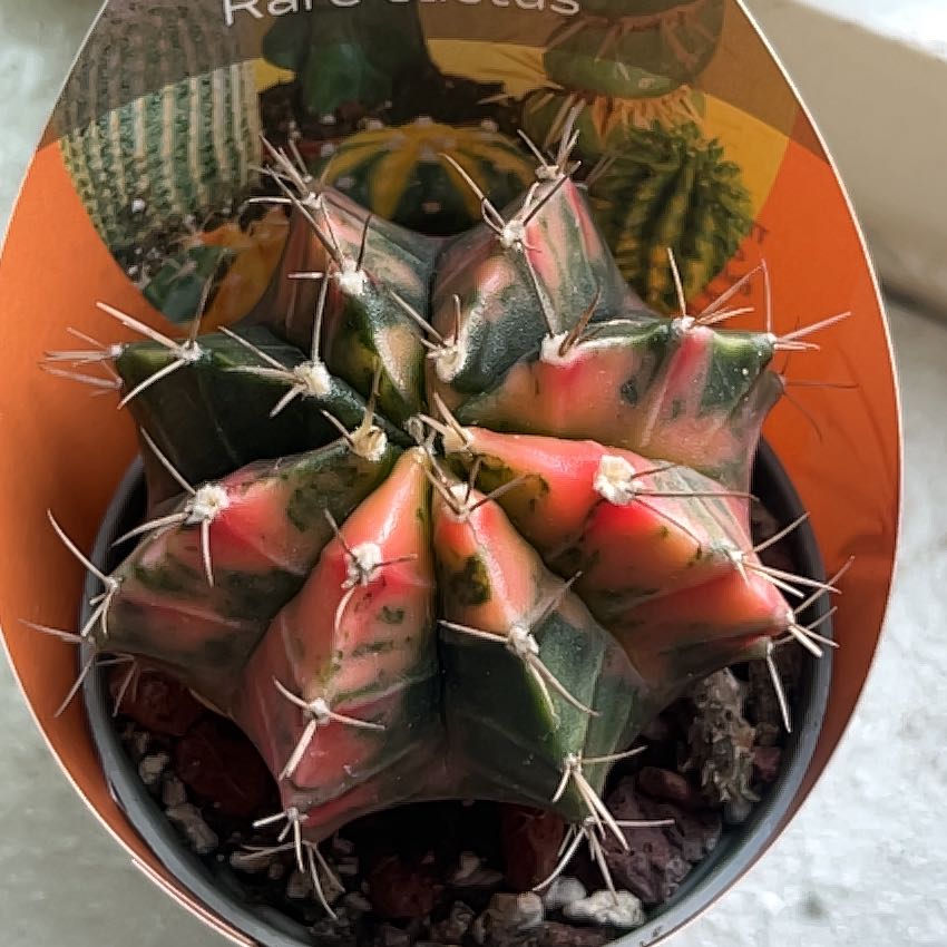 The Complete Variegated Moon Cactus Plant Care Guide: Water, Light & Beyond