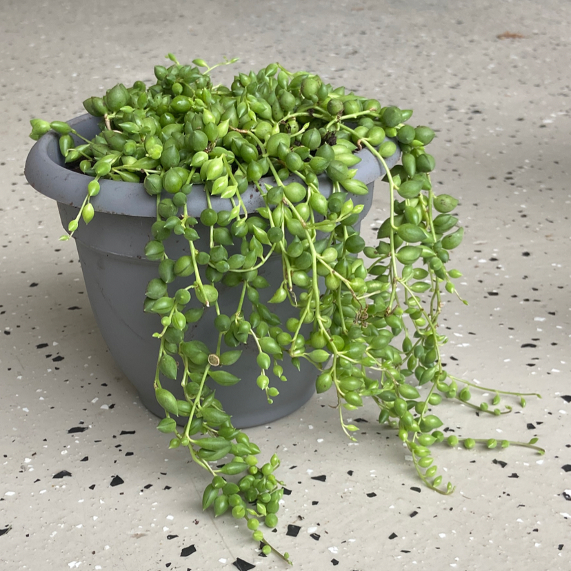 Is Direct Sunlight Good for My String of Pearls? 💠