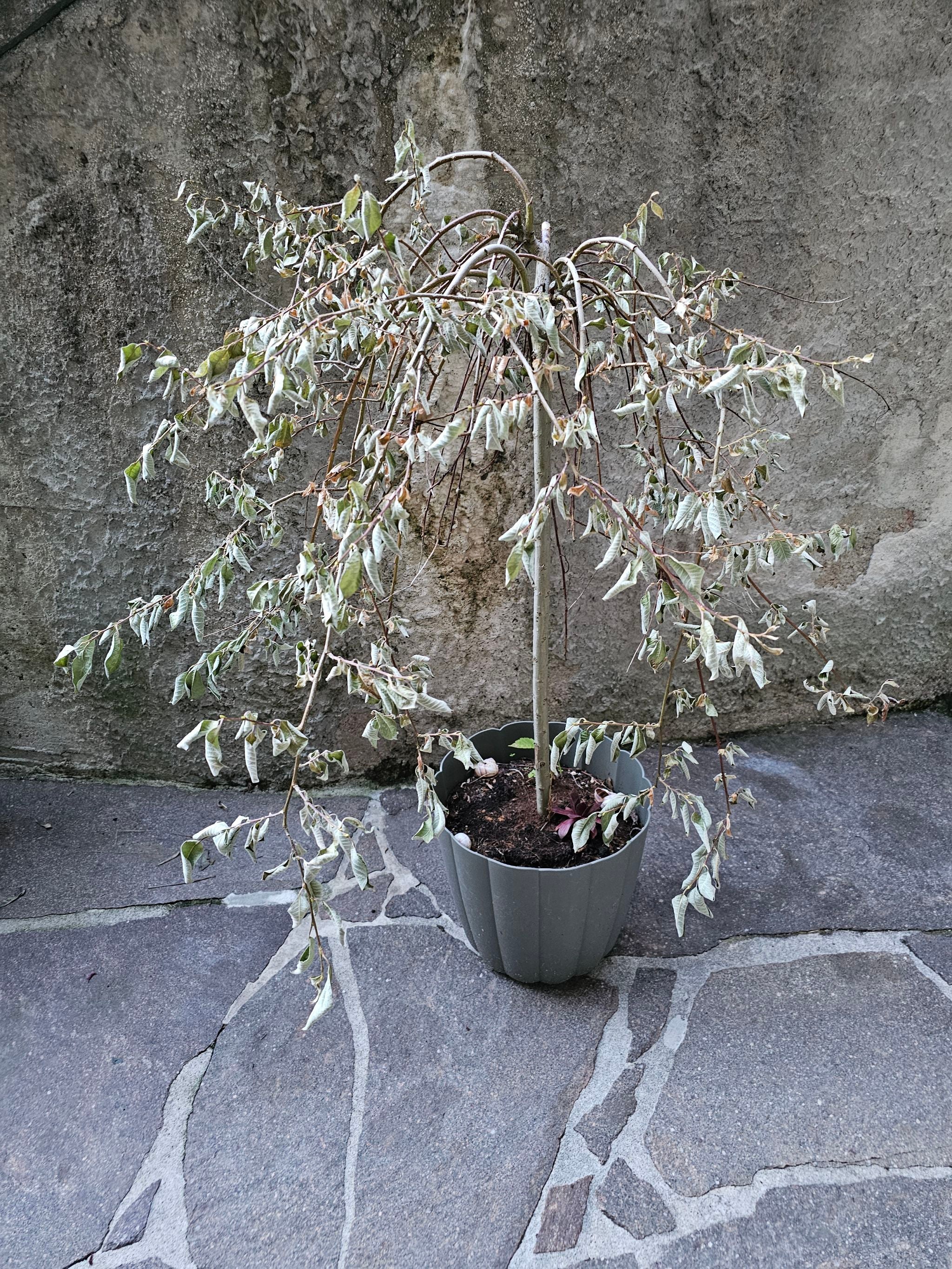 🎨 8 Tips for Growing Tri-color Dappled Willow