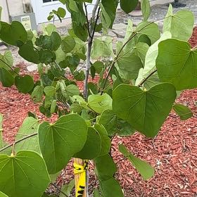 Eastern Redbud 'Oklahoma' Care 101: Water, Light & Growing Tips