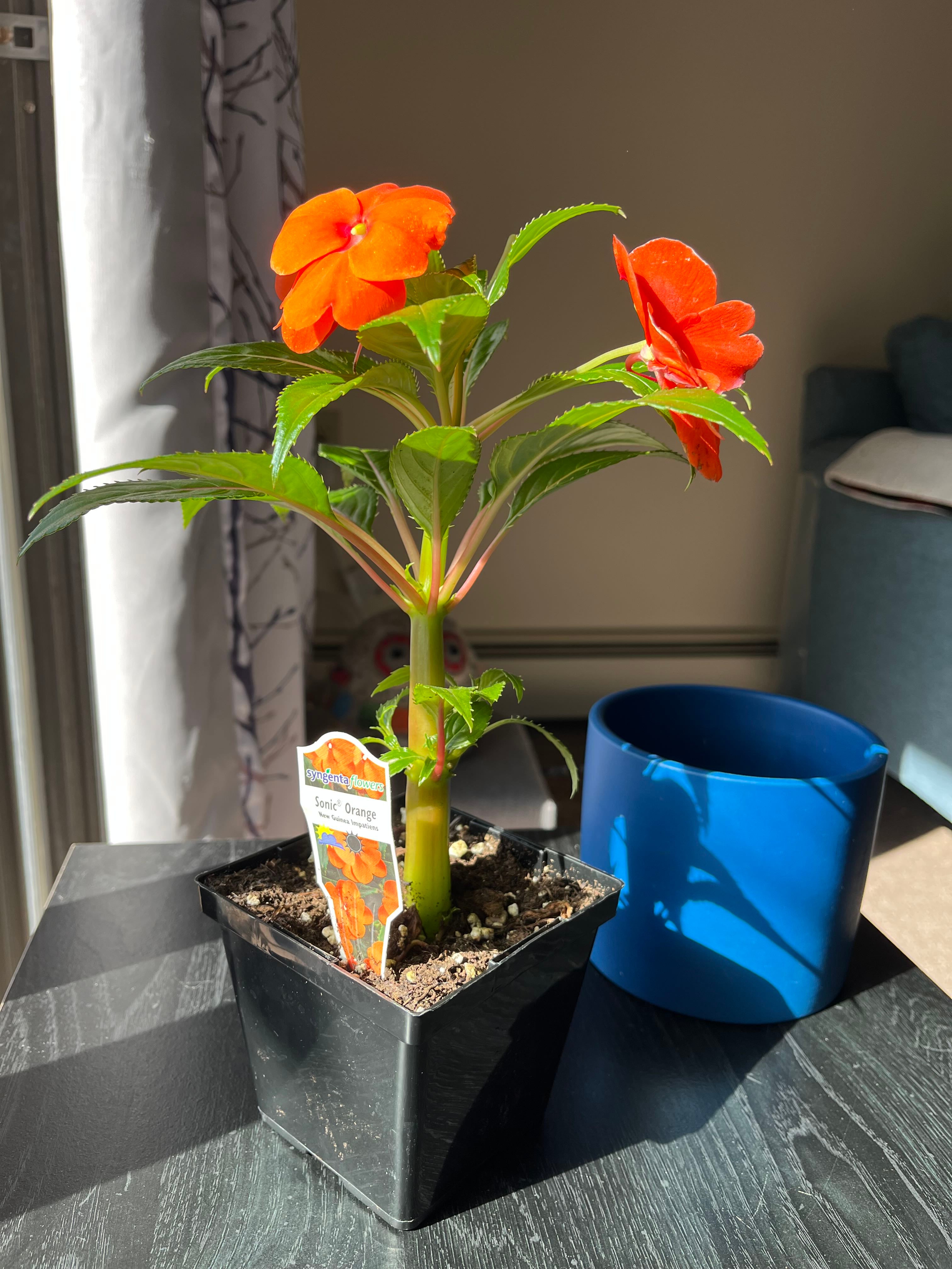 🦜 Propagating Congo Cockatoo: The Ultimate Guide