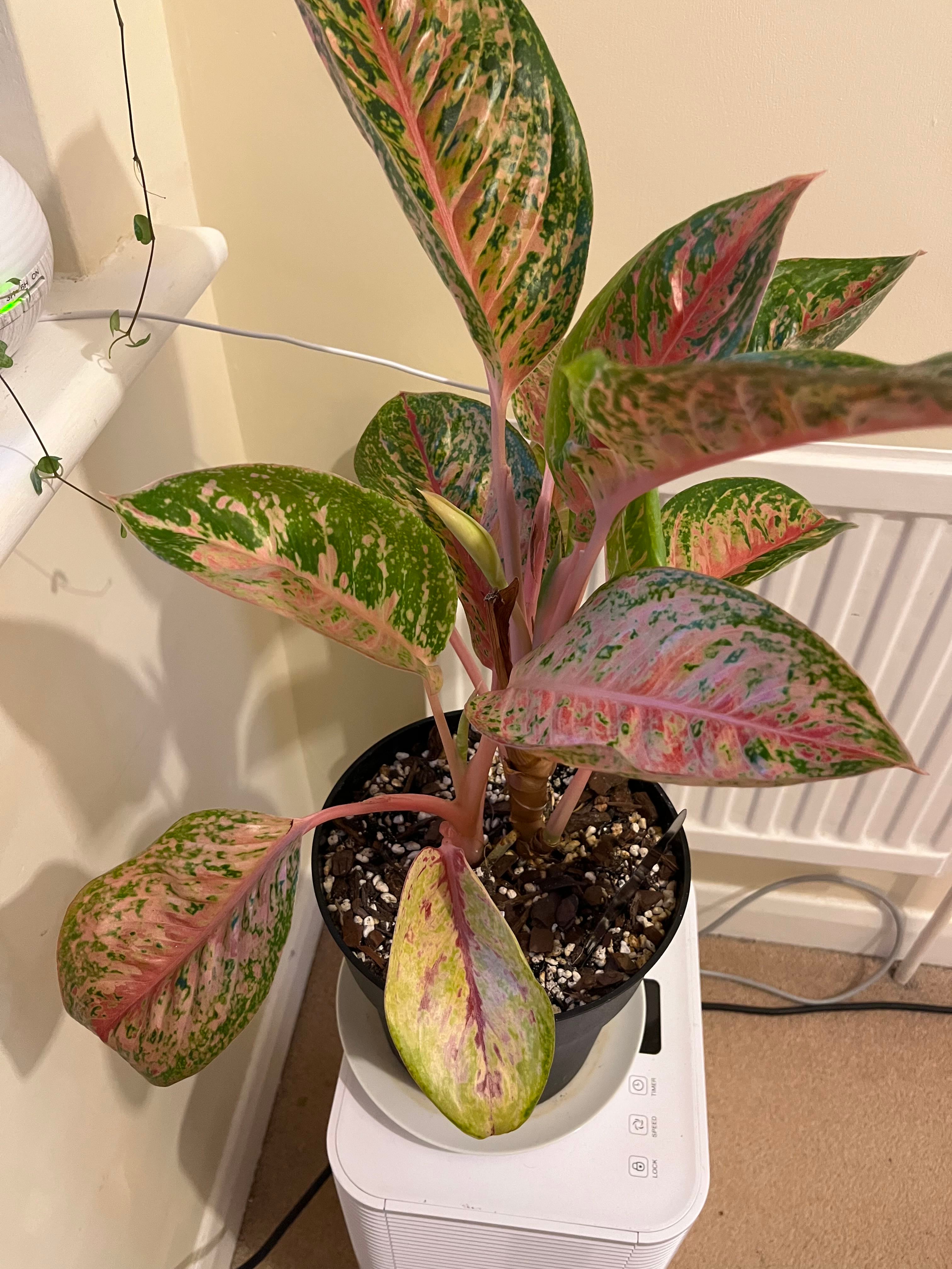 Begonia 'Erythrophylla Helix' Plant Care: Water, Light, Nutrients ...