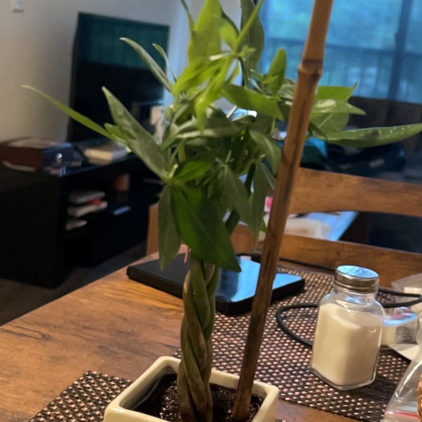 Pachira: How Much Water & Light Does it Need to Thrive?