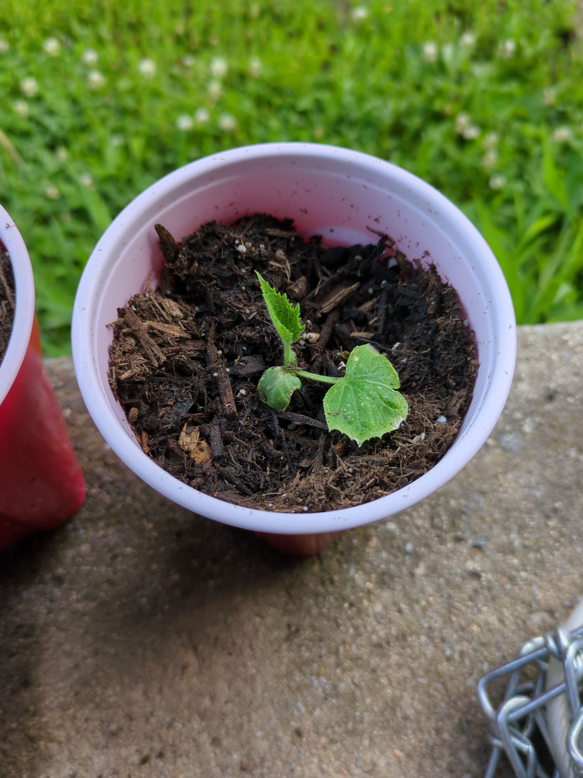 Propagating My Cucumber: Step-by-Step Guide