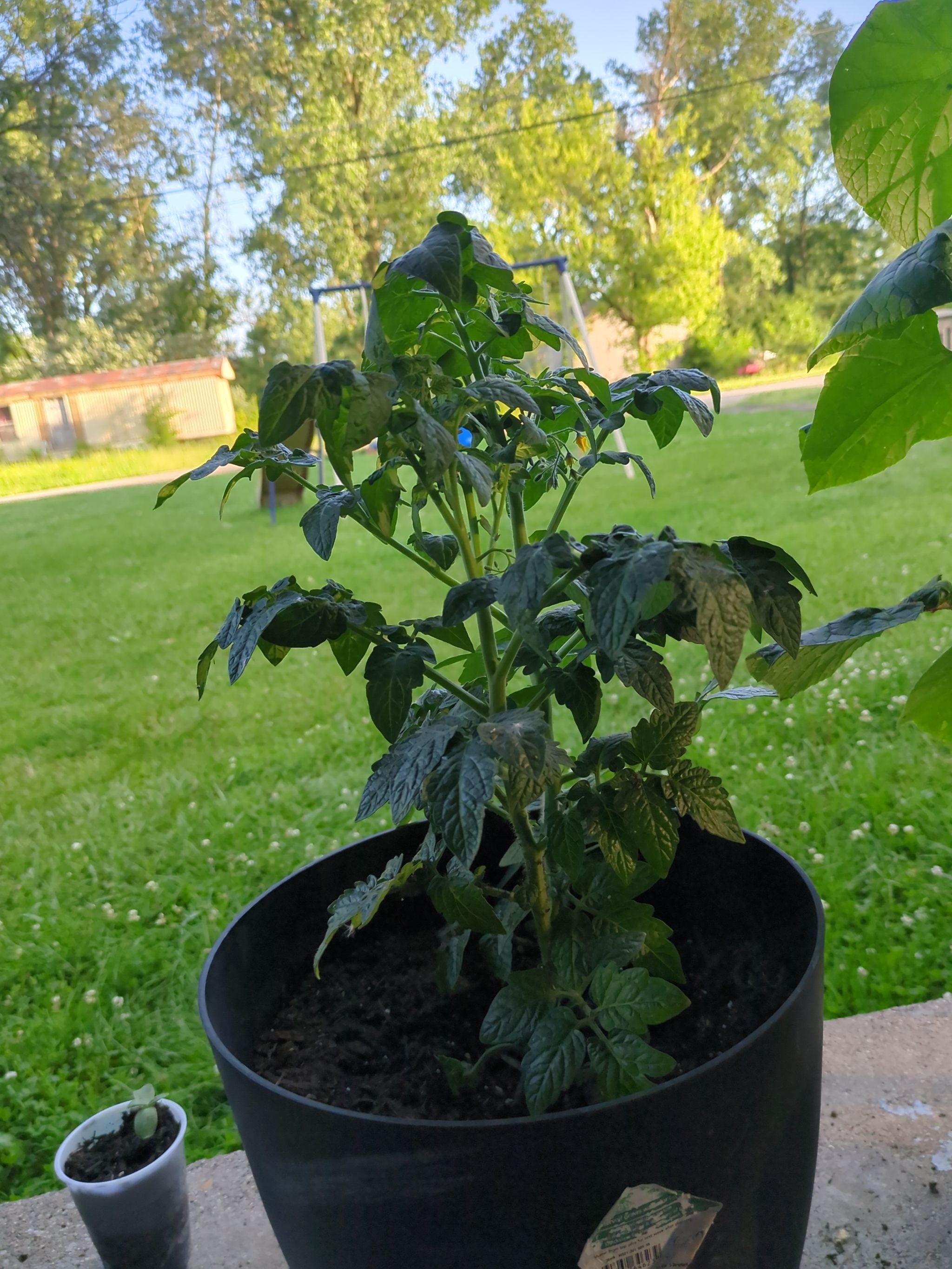 Everything You Need to Know to Grow Kennebec Potato 🥔