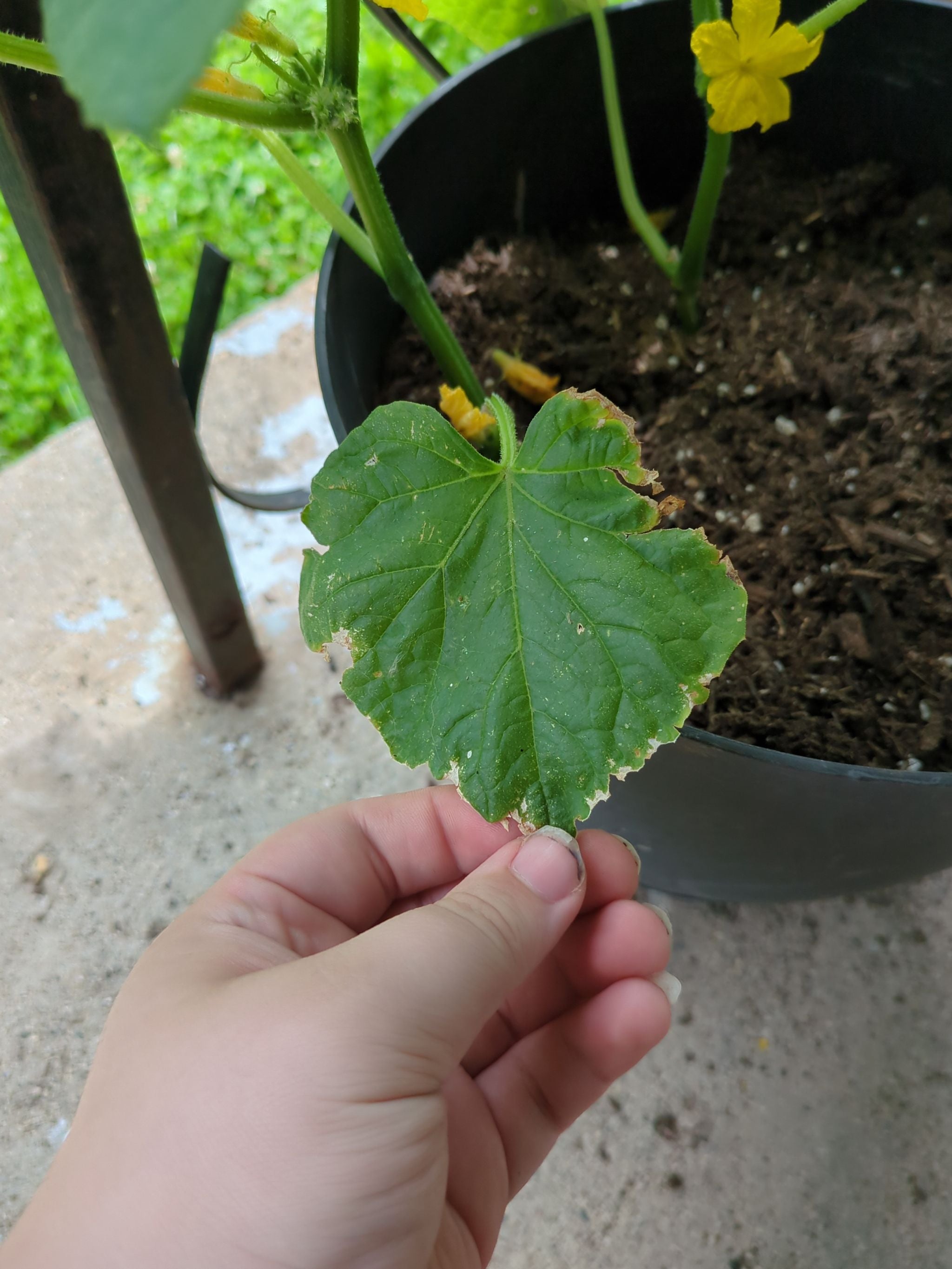 All About Arava Melon: Essential Facts 🍉