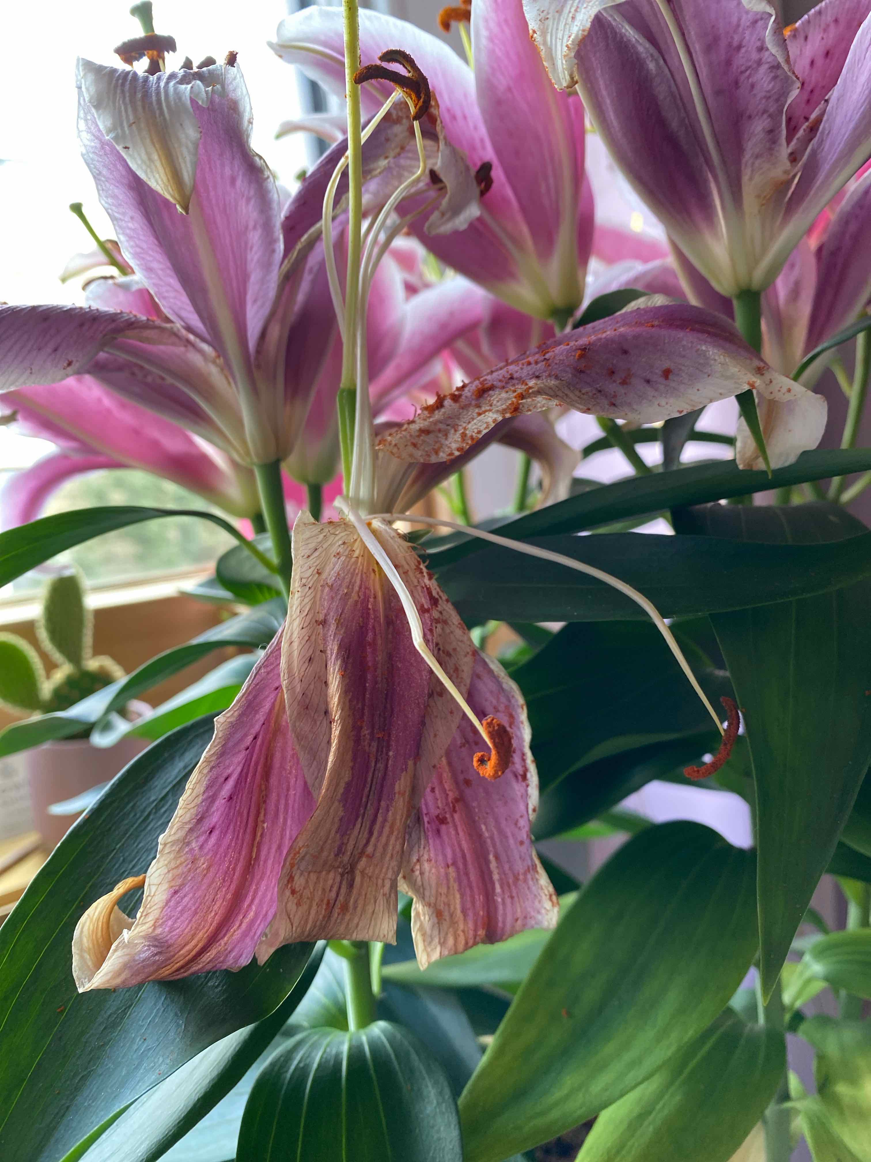 🔥 Propagating Your Flame Lily: Step-by-Step Guide