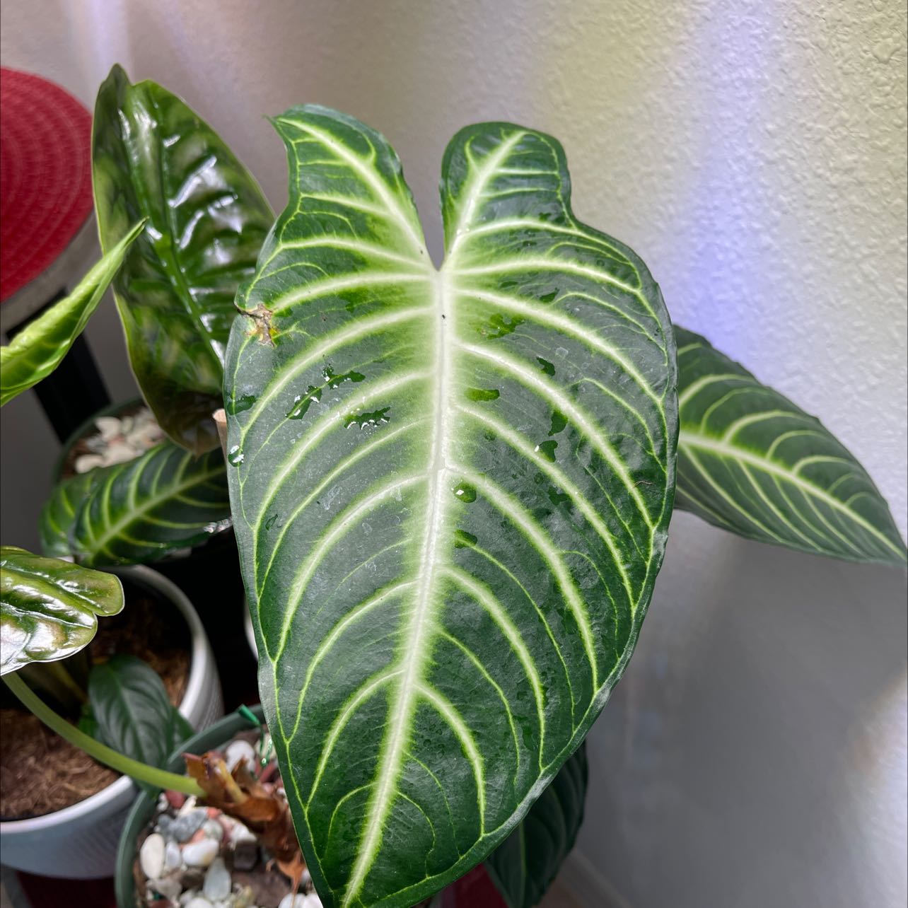 💧 Why Are My Xanthosoma Angel wings Leaves Droopy?