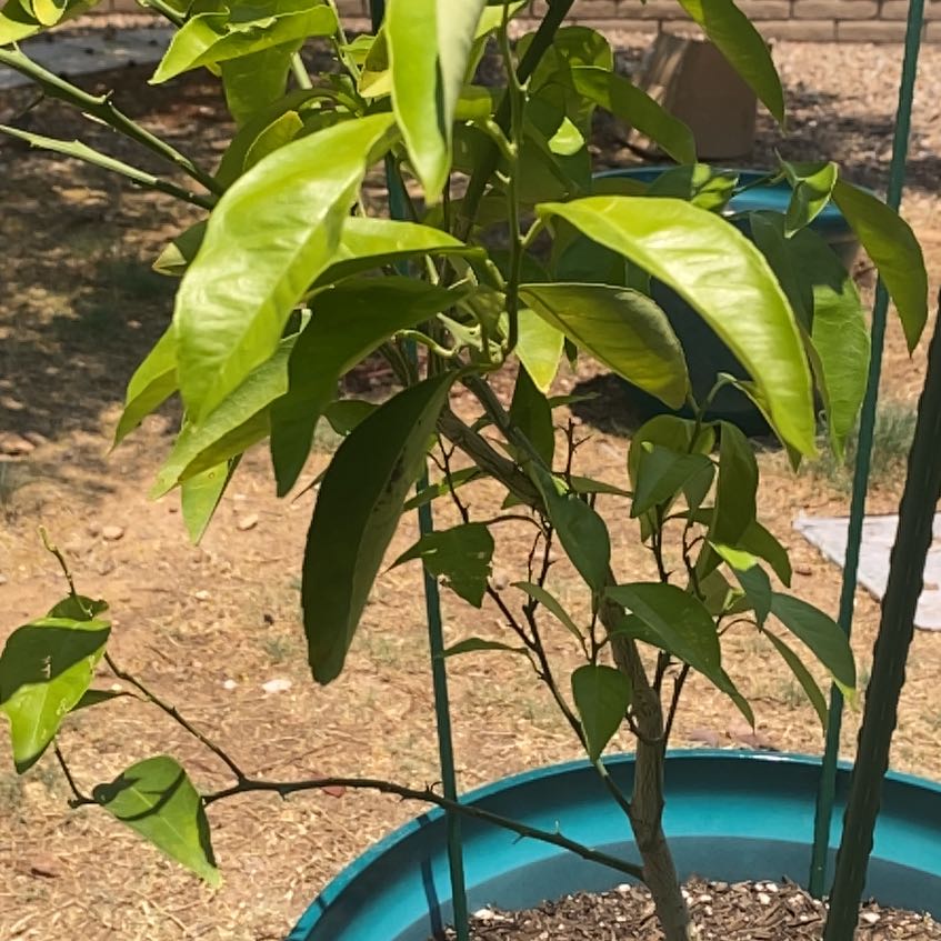 How to Care for Dwarf Valencia Orange Tree: Mastering Water, Sunlight ...