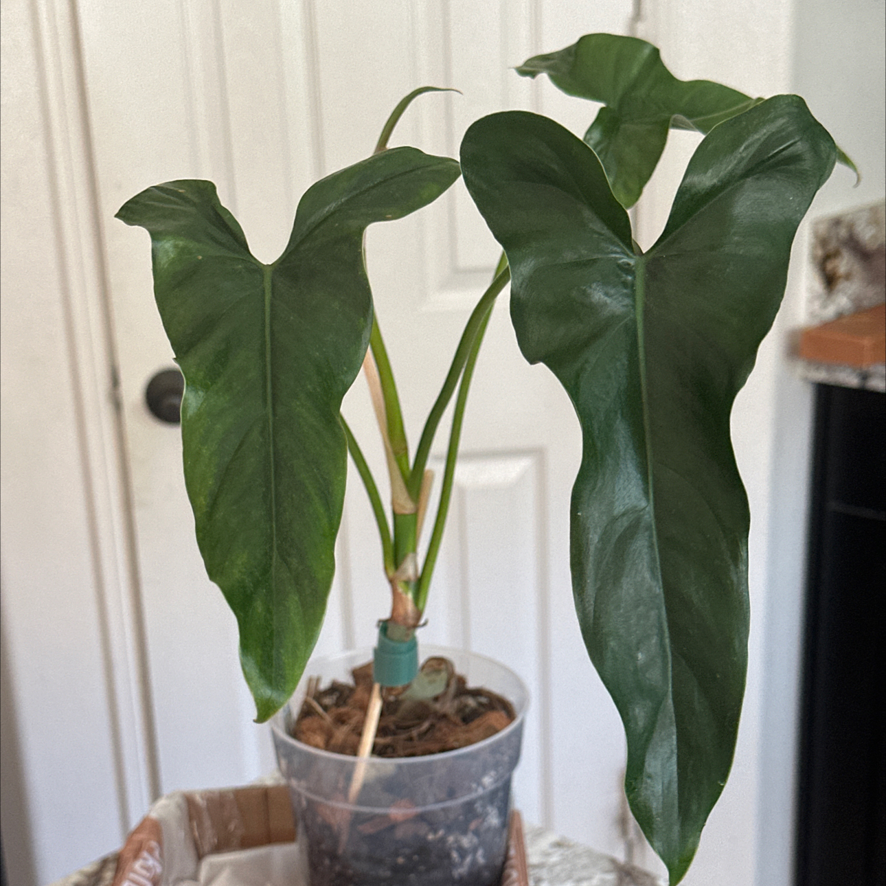 Philodendron delinksii Plant Care: Water, Light, Nutrients | Greg App 🌱