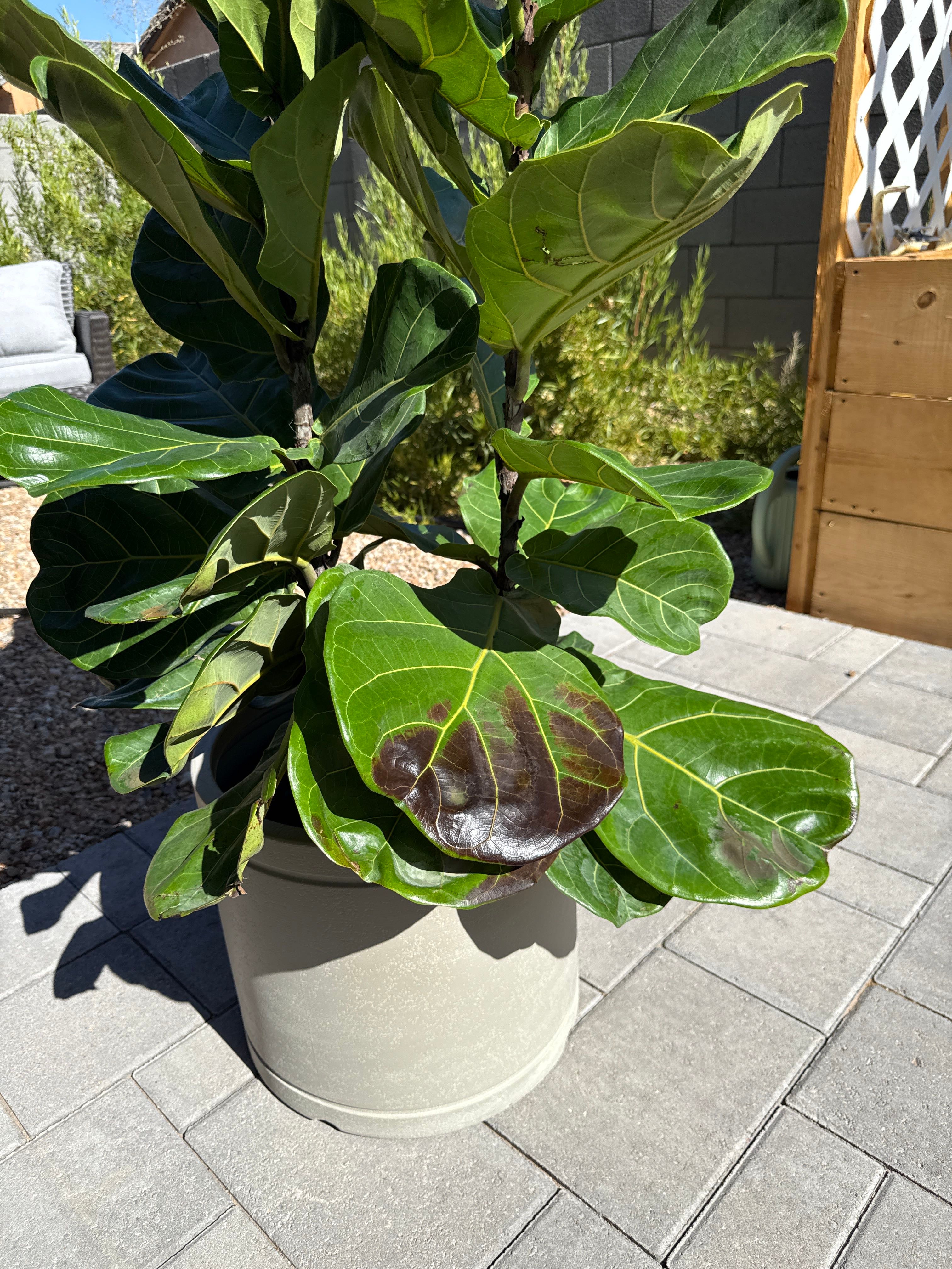 🌳 Step-by-Step Guide to Propagating Ficus