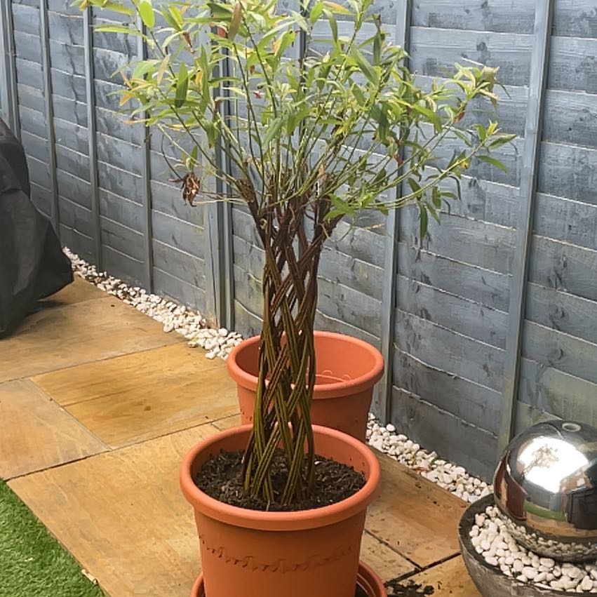 Keep Your braided willow Alive: Light, Water & Care Instructions