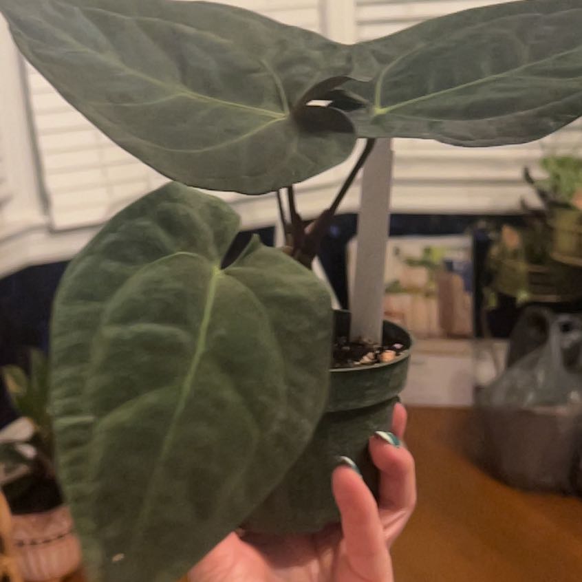 Anthurium TB xx Pap Plant Care: Water, Light, Nutrients | Greg App 🌱