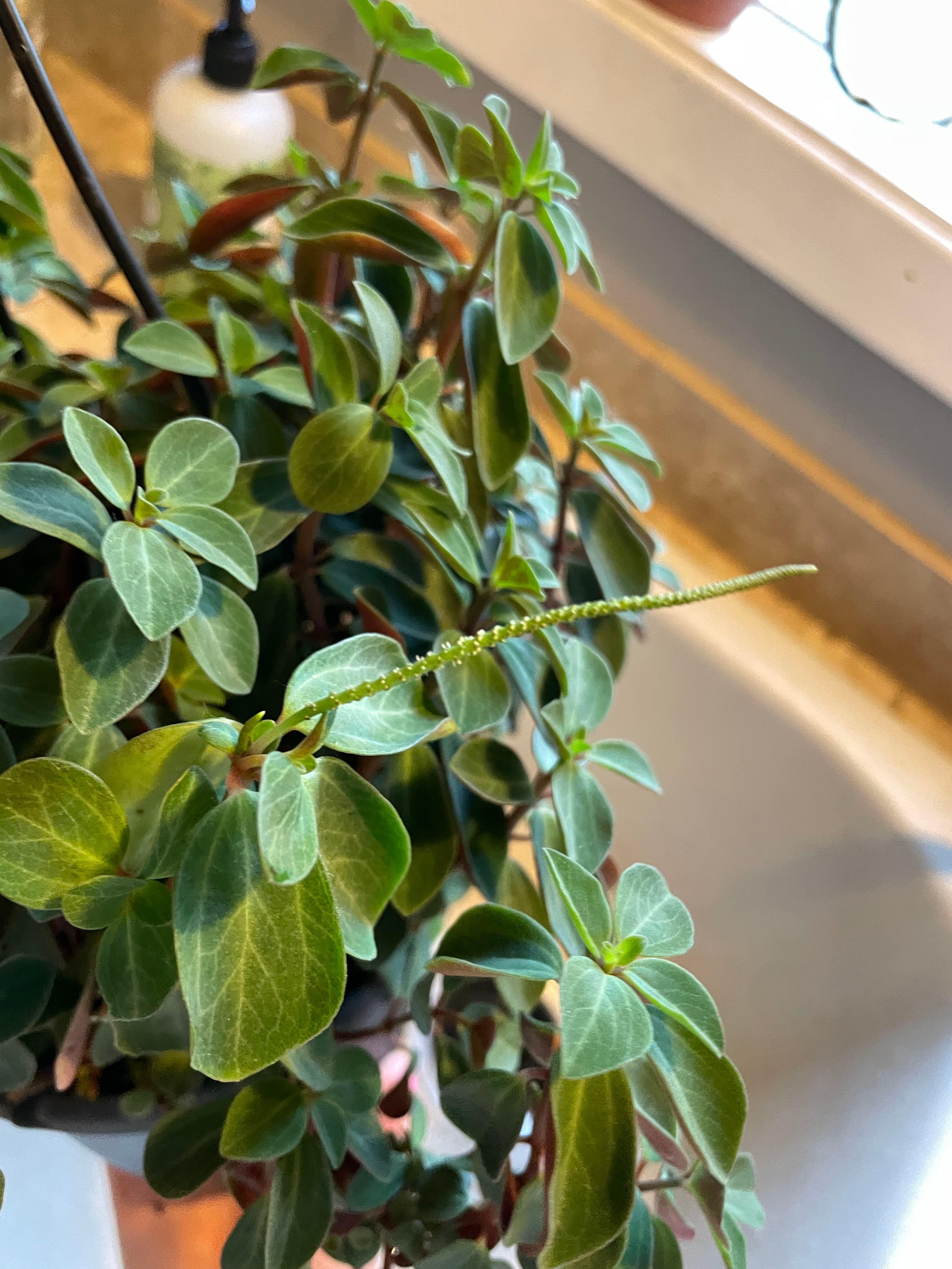 How to Care for Variegated Teardrop Peperomia: Mastering Water ...