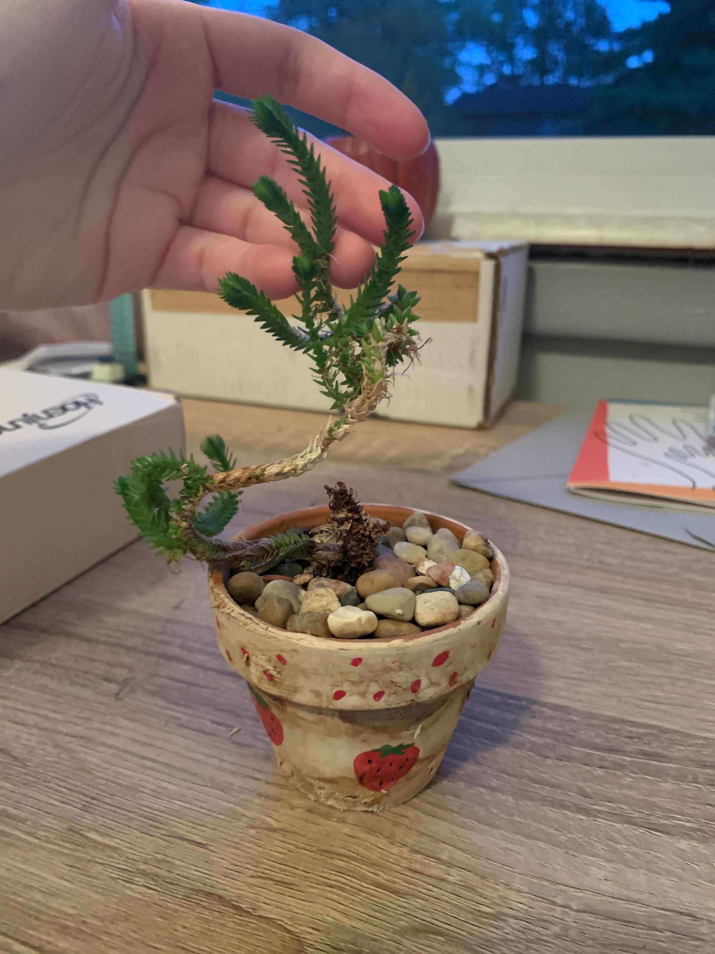 ET's Fingers Jade Care 101: Water, Light & Growing Tips